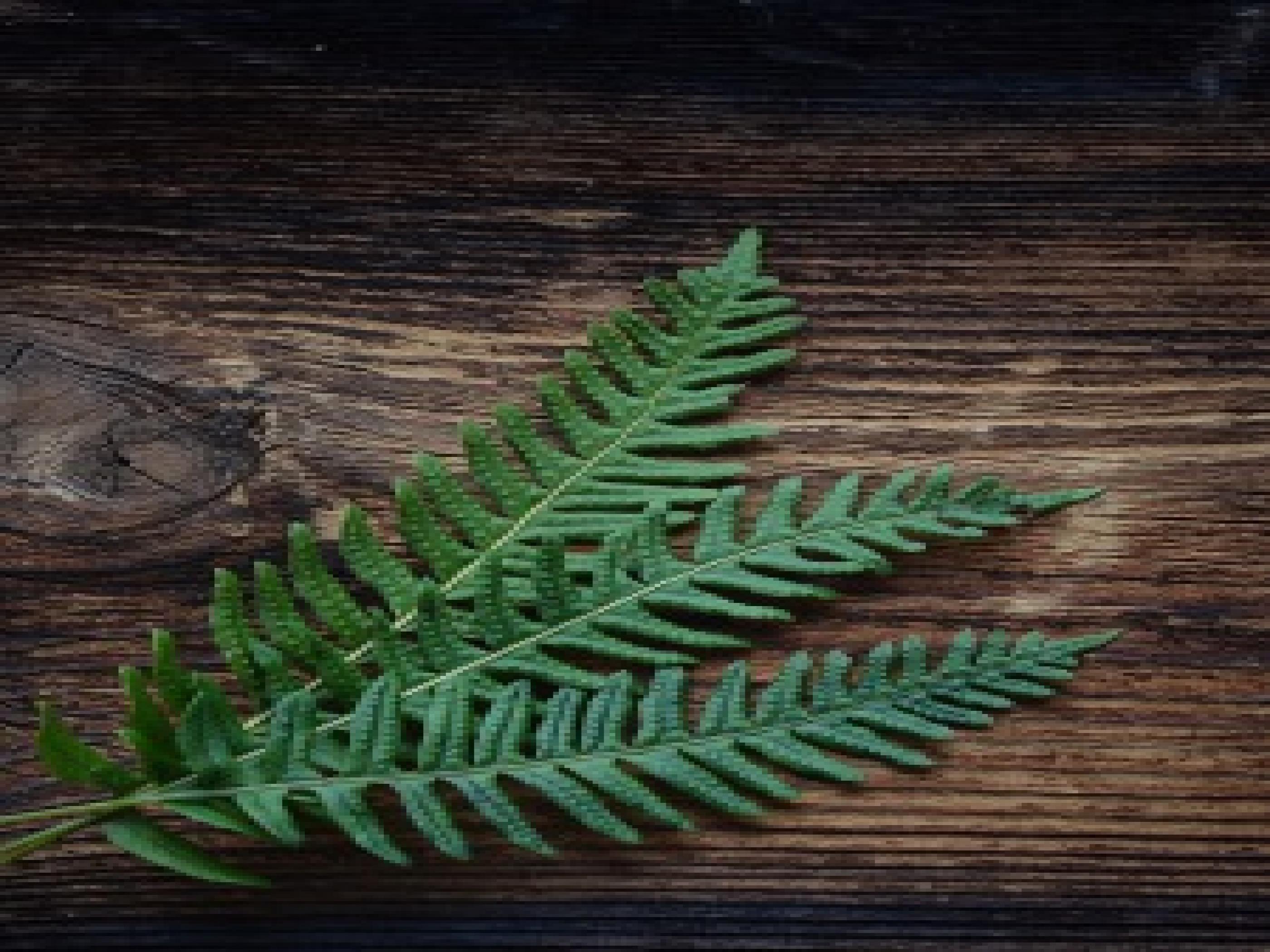 Fern Wallpapers - Top Free Fern Backgrounds - WallpaperAccess