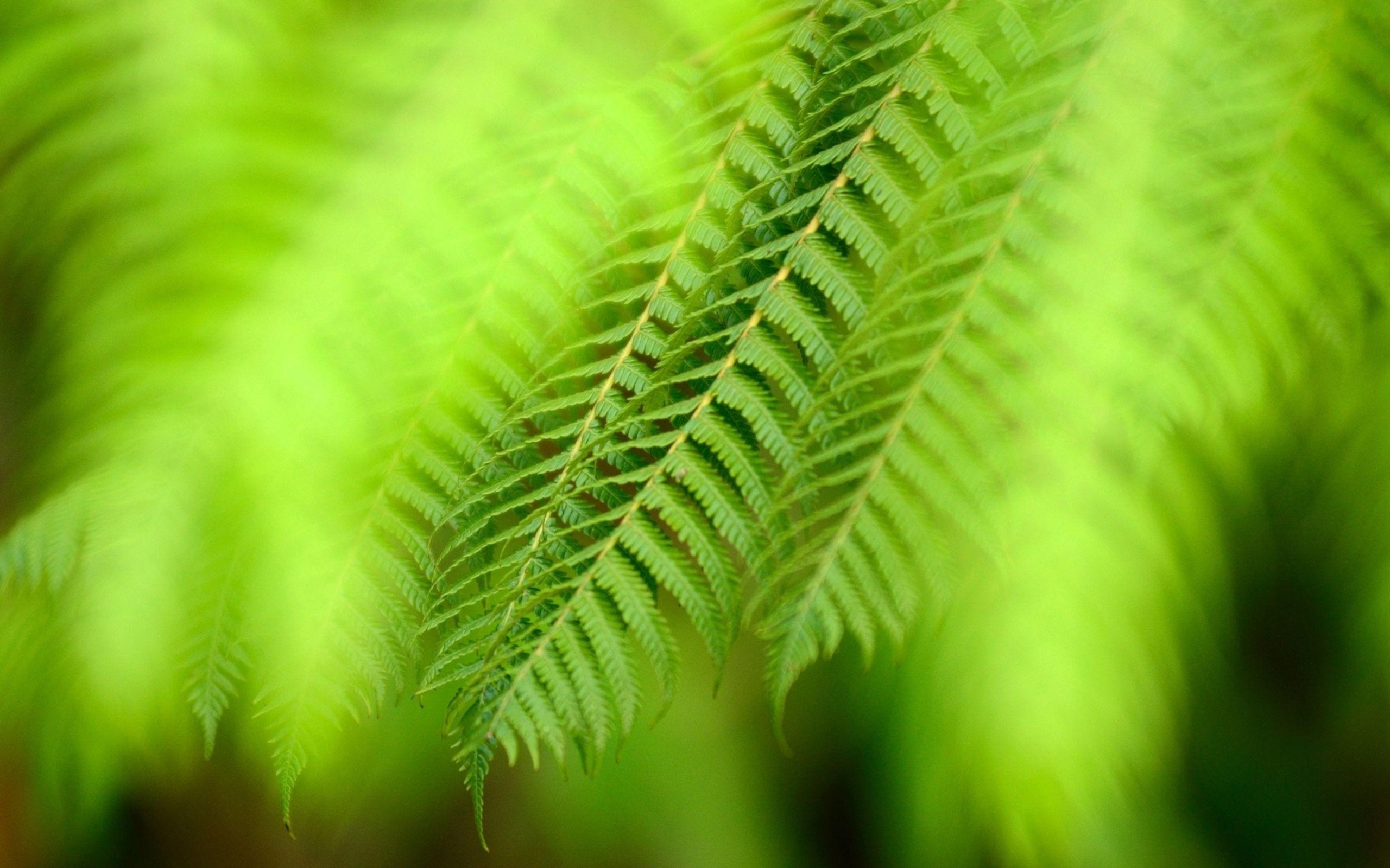 Fern Wallpapers - Top Free Fern Backgrounds - WallpaperAccess