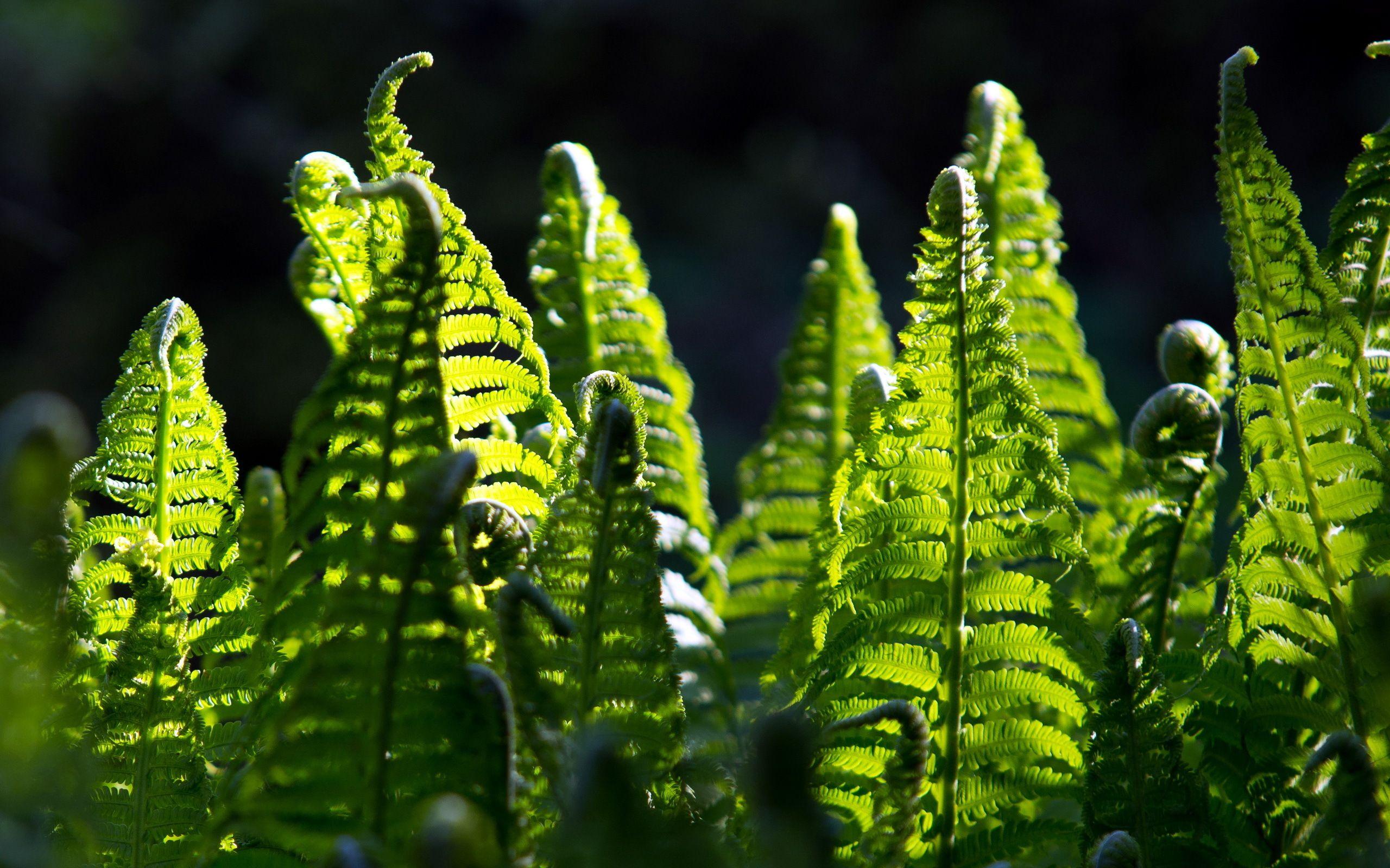 Fern Wallpapers - Top Free Fern Backgrounds - WallpaperAccess