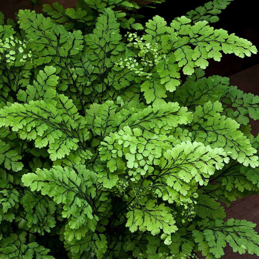 Fern Wallpapers - Top Free Fern Backgrounds - WallpaperAccess
