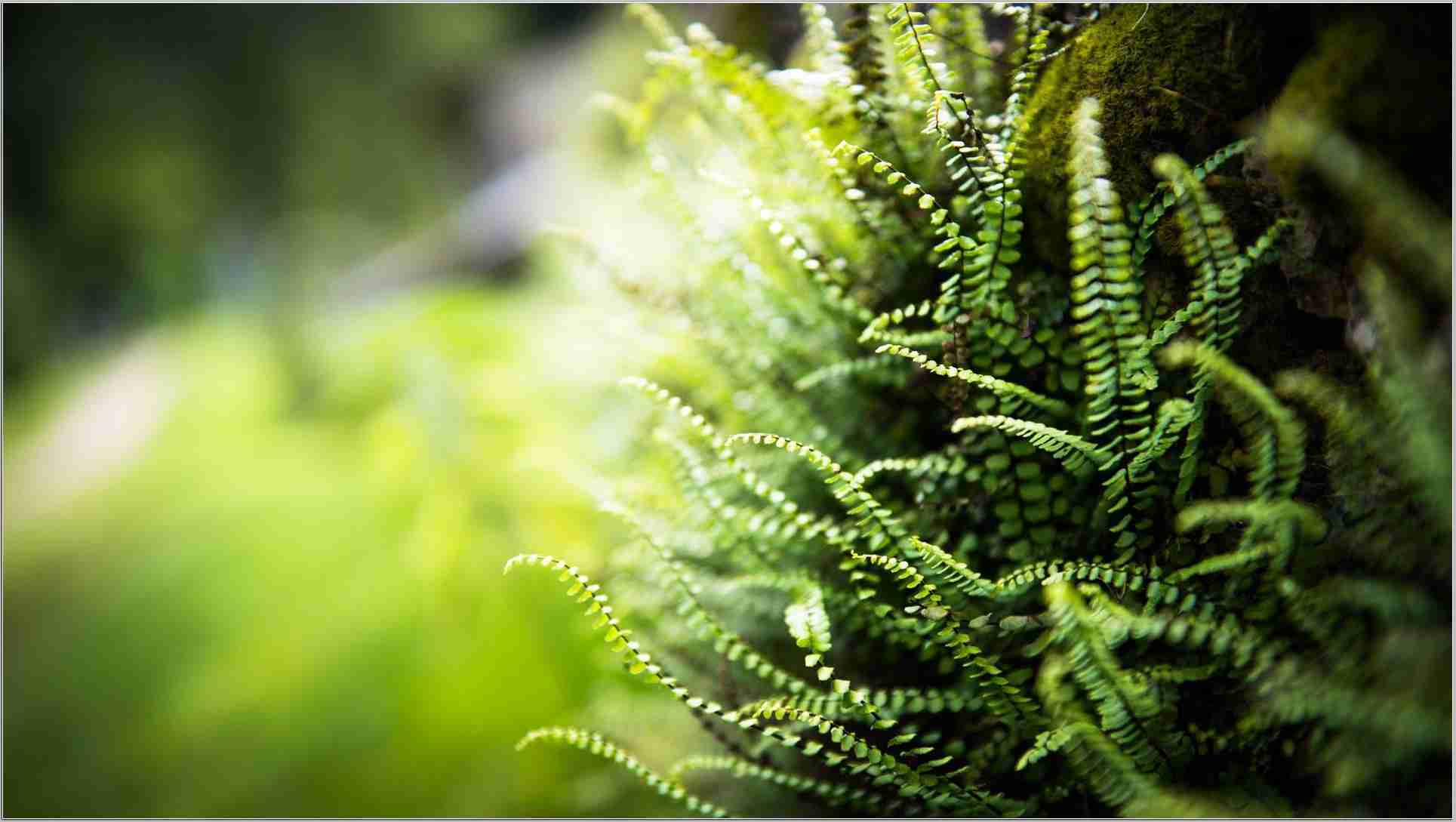 Fern Wallpapers - Top Free Fern Backgrounds - WallpaperAccess