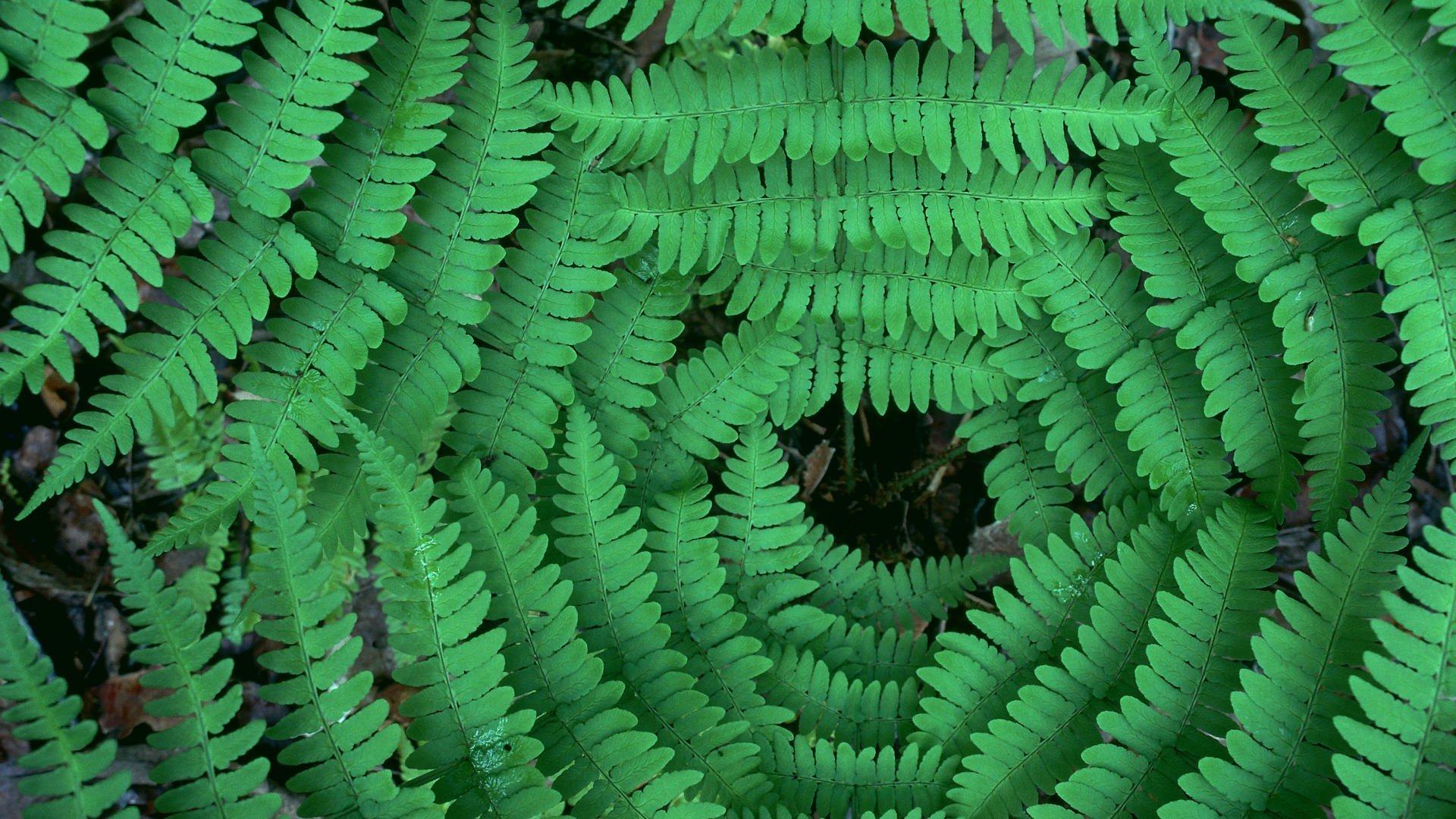 Fern Wallpapers - Top Free Fern Backgrounds - WallpaperAccess