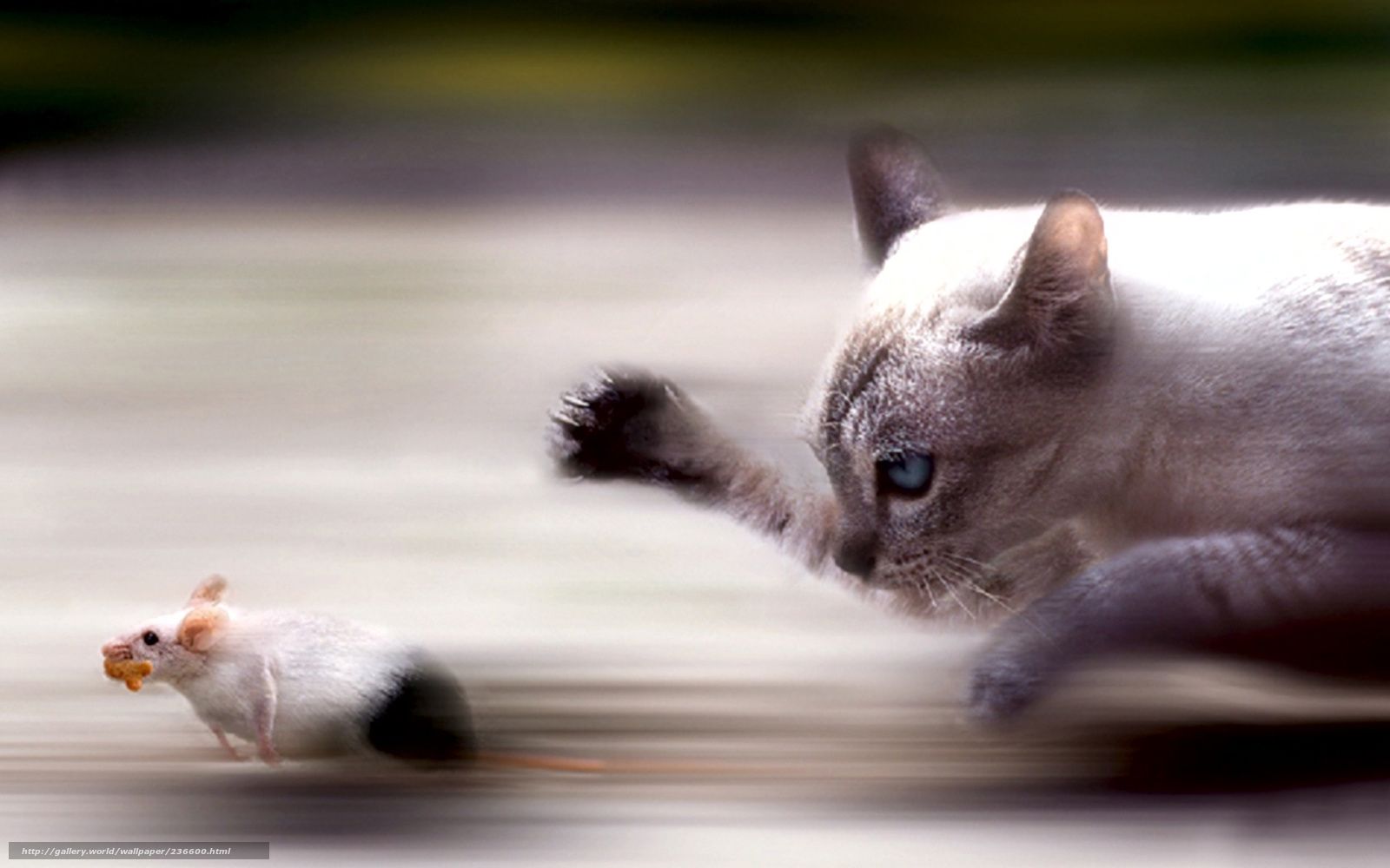 Cat and Mouse Wallpapers - Top Free Cat and Mouse Backgrounds ...