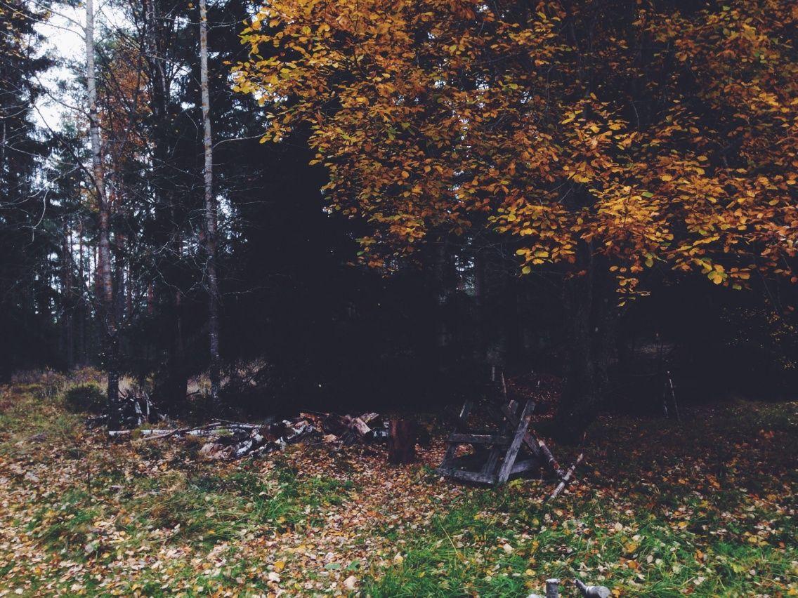 VSCO Girl Autumn Wallpapers - Top Free VSCO Girl Autumn Backgrounds ...