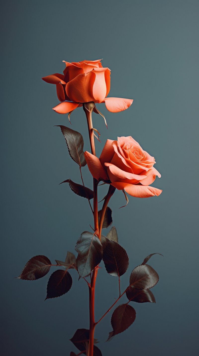 8K Rose Wallpapers - Top Free 8K Rose Backgrounds - WallpaperAccess