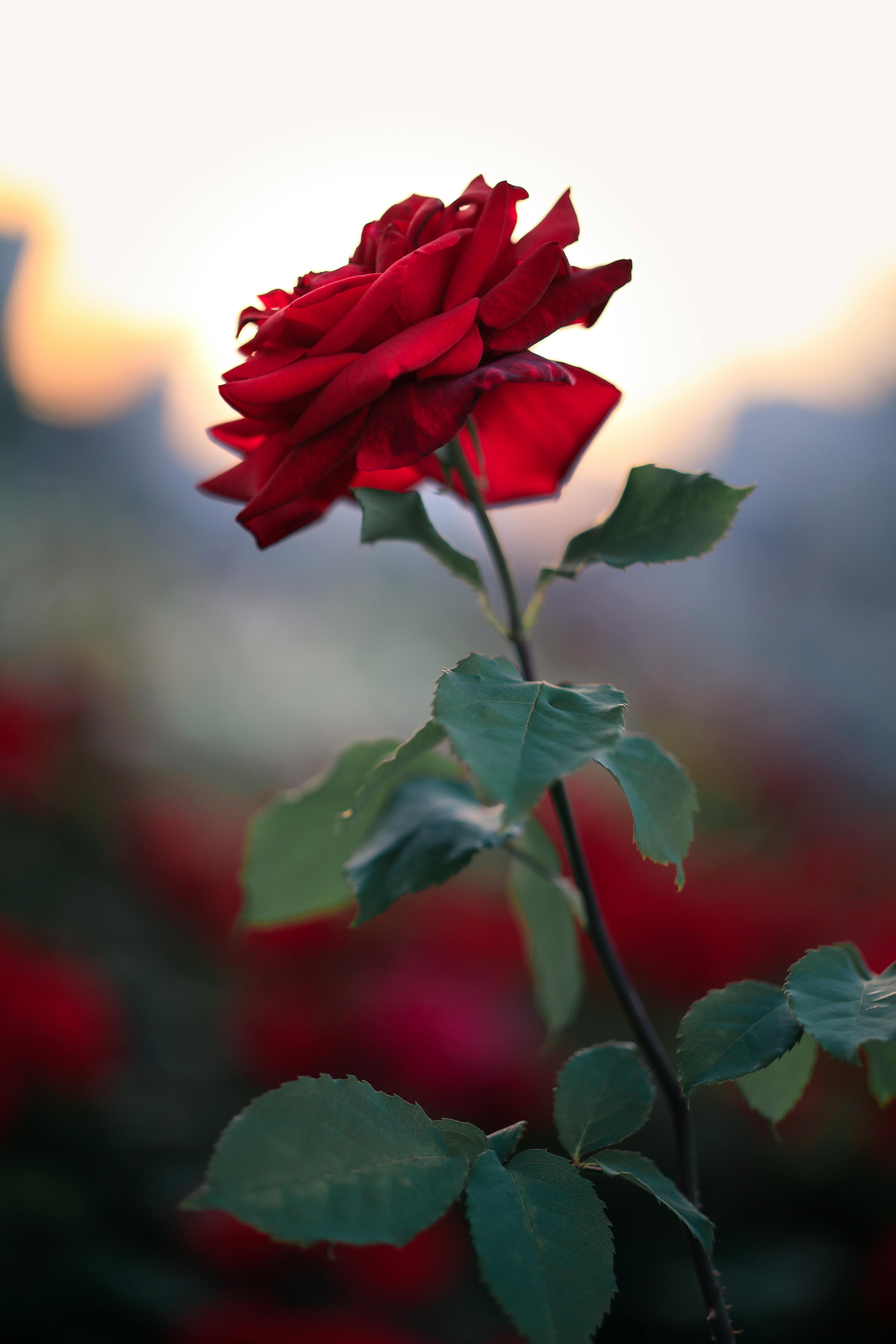 8K Rose Wallpapers - Top Free 8K Rose Backgrounds - WallpaperAccess
