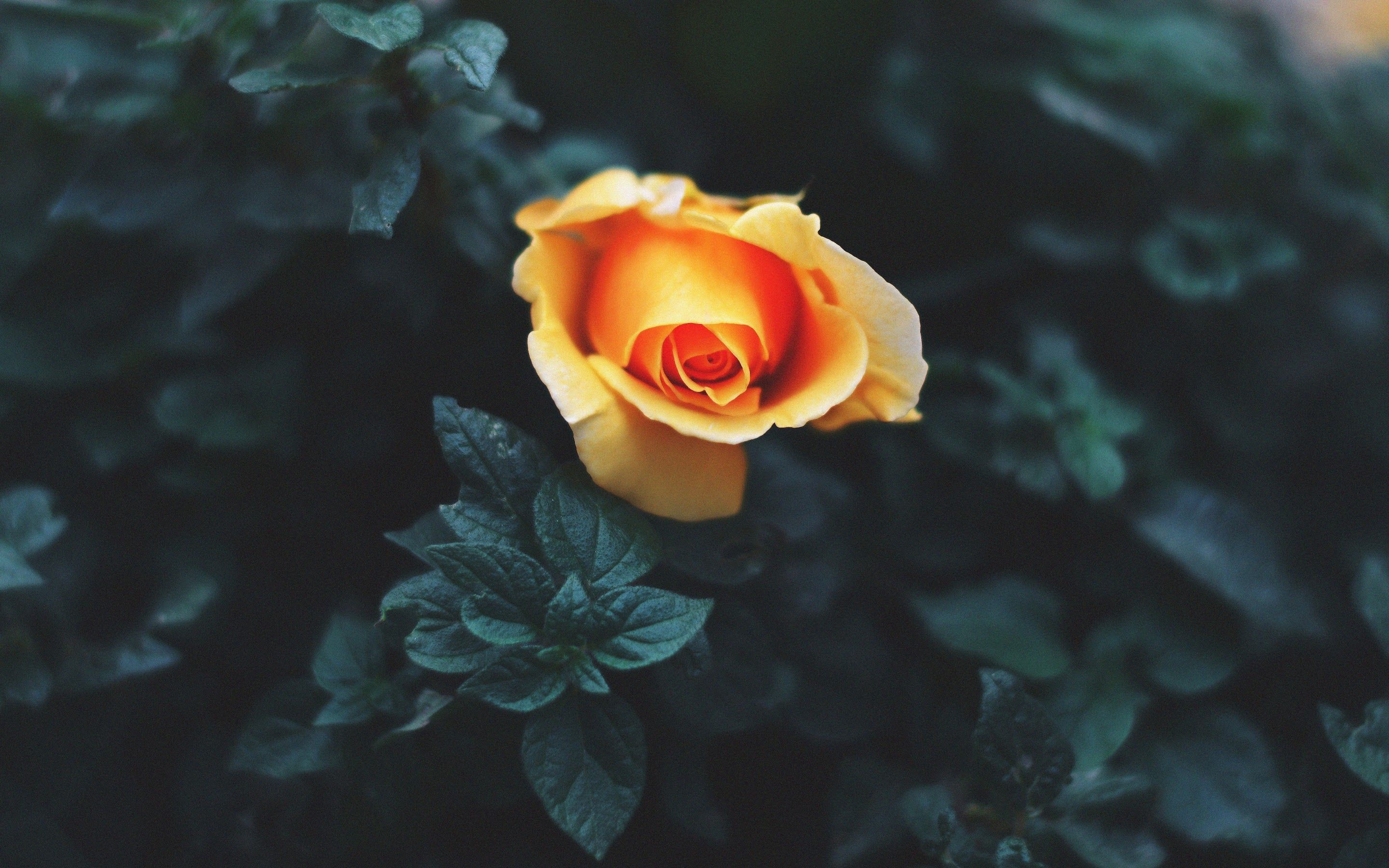 8K Rose Wallpapers - Top Free 8K Rose Backgrounds - WallpaperAccess