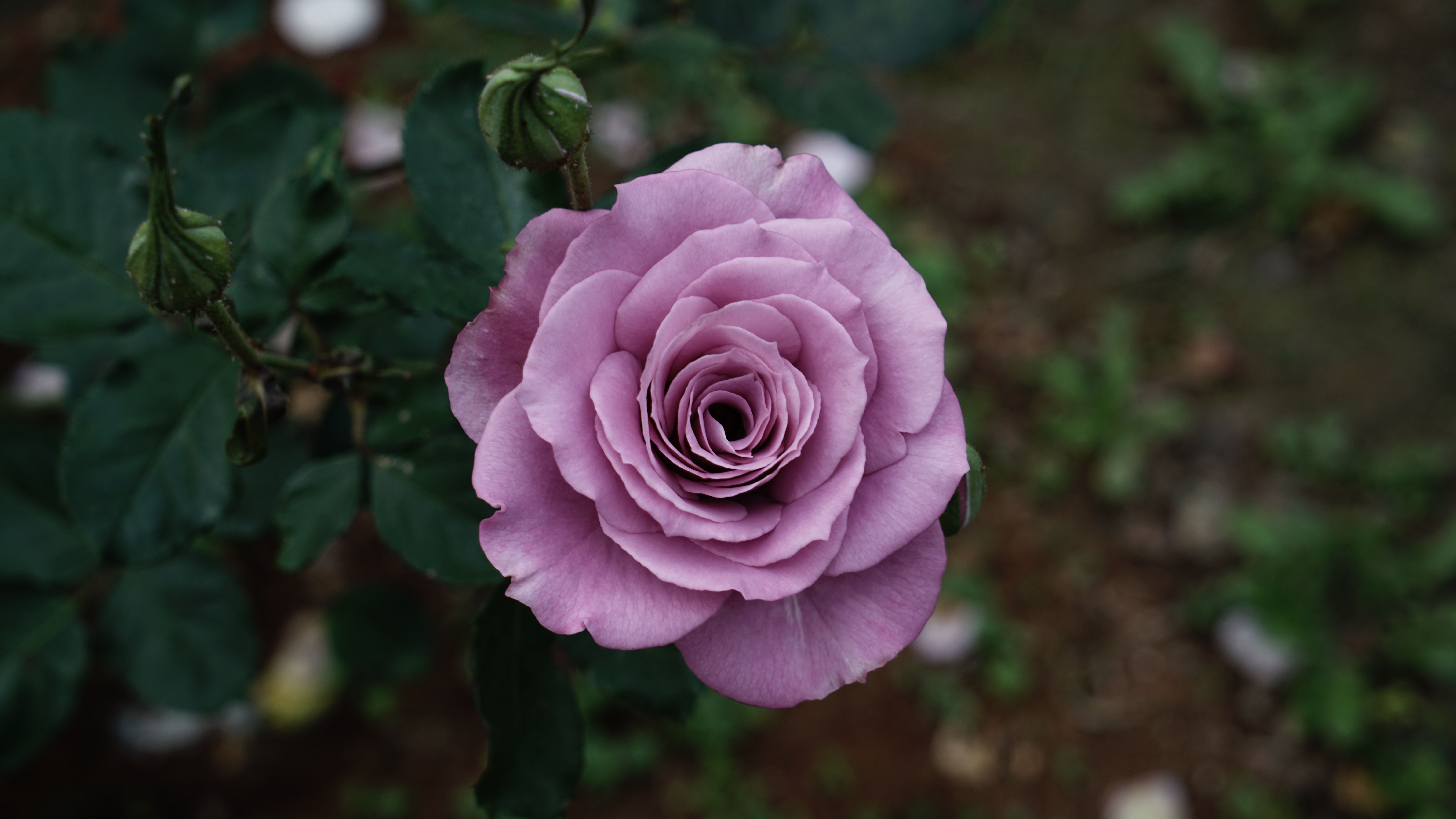 8K Rose Wallpapers - Top Free 8K Rose Backgrounds - WallpaperAccess