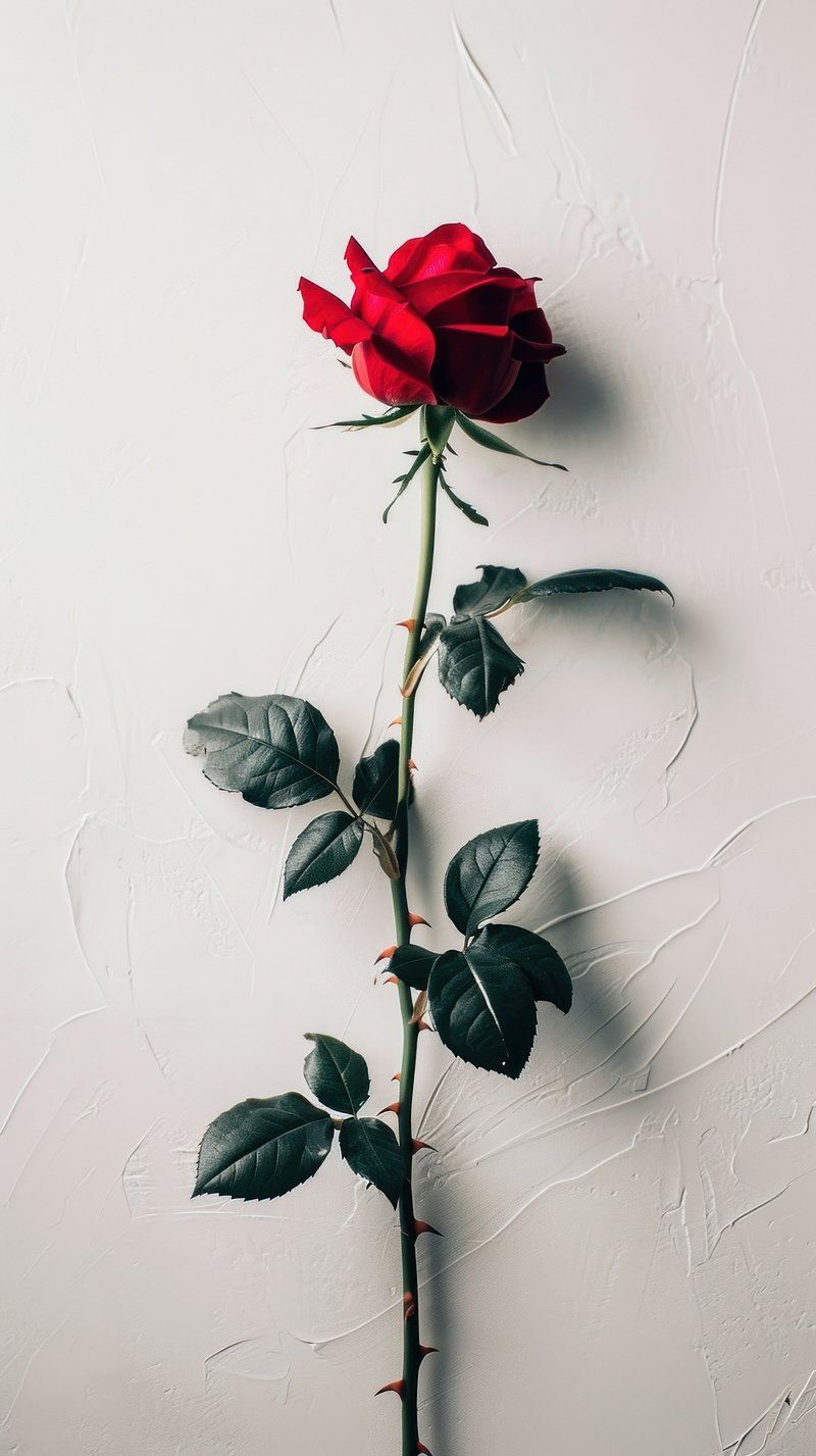 8K Rose Wallpapers - Top Free 8K Rose Backgrounds - WallpaperAccess