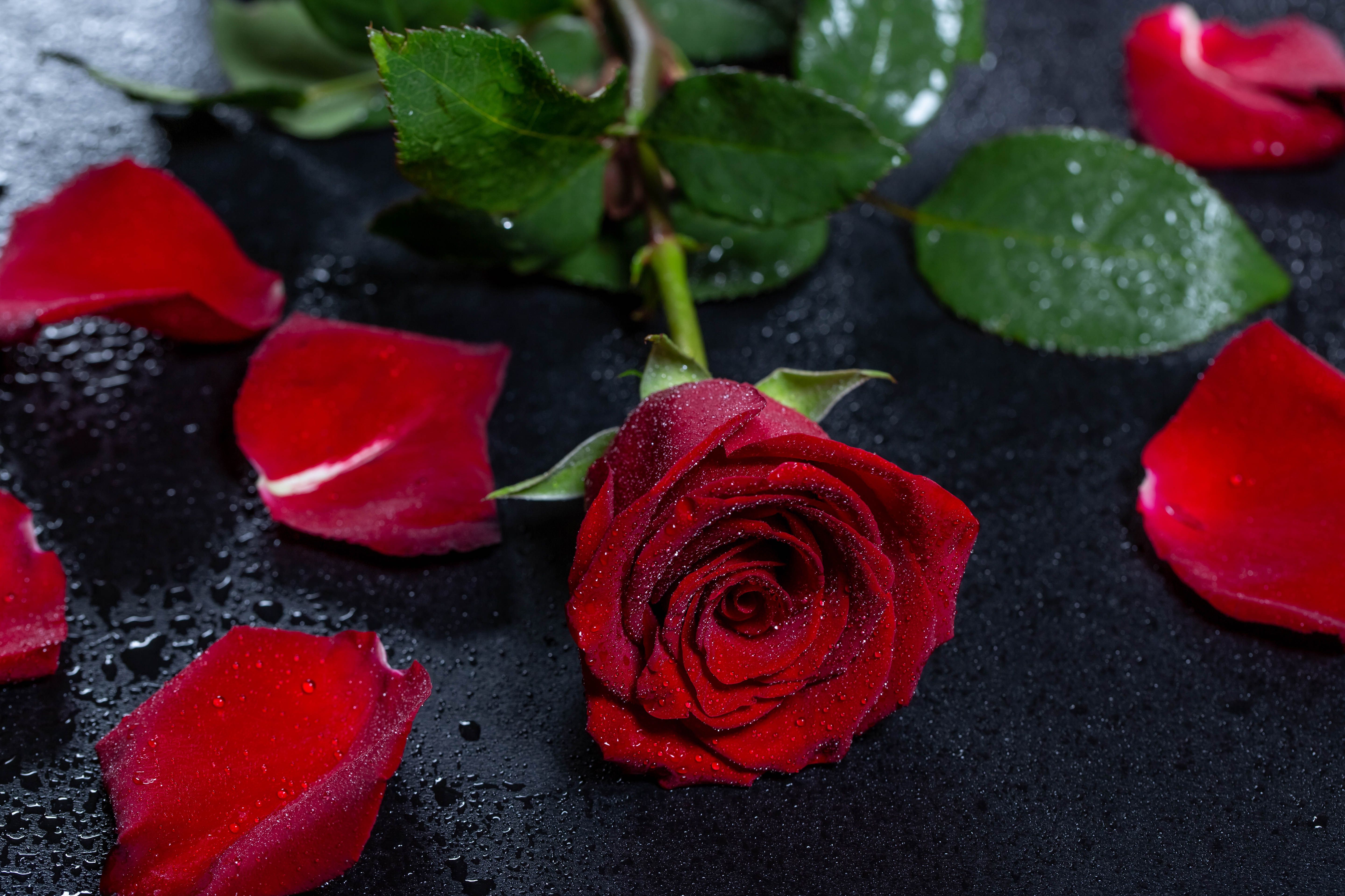 8K Rose Wallpapers - Top Free 8K Rose Backgrounds - WallpaperAccess