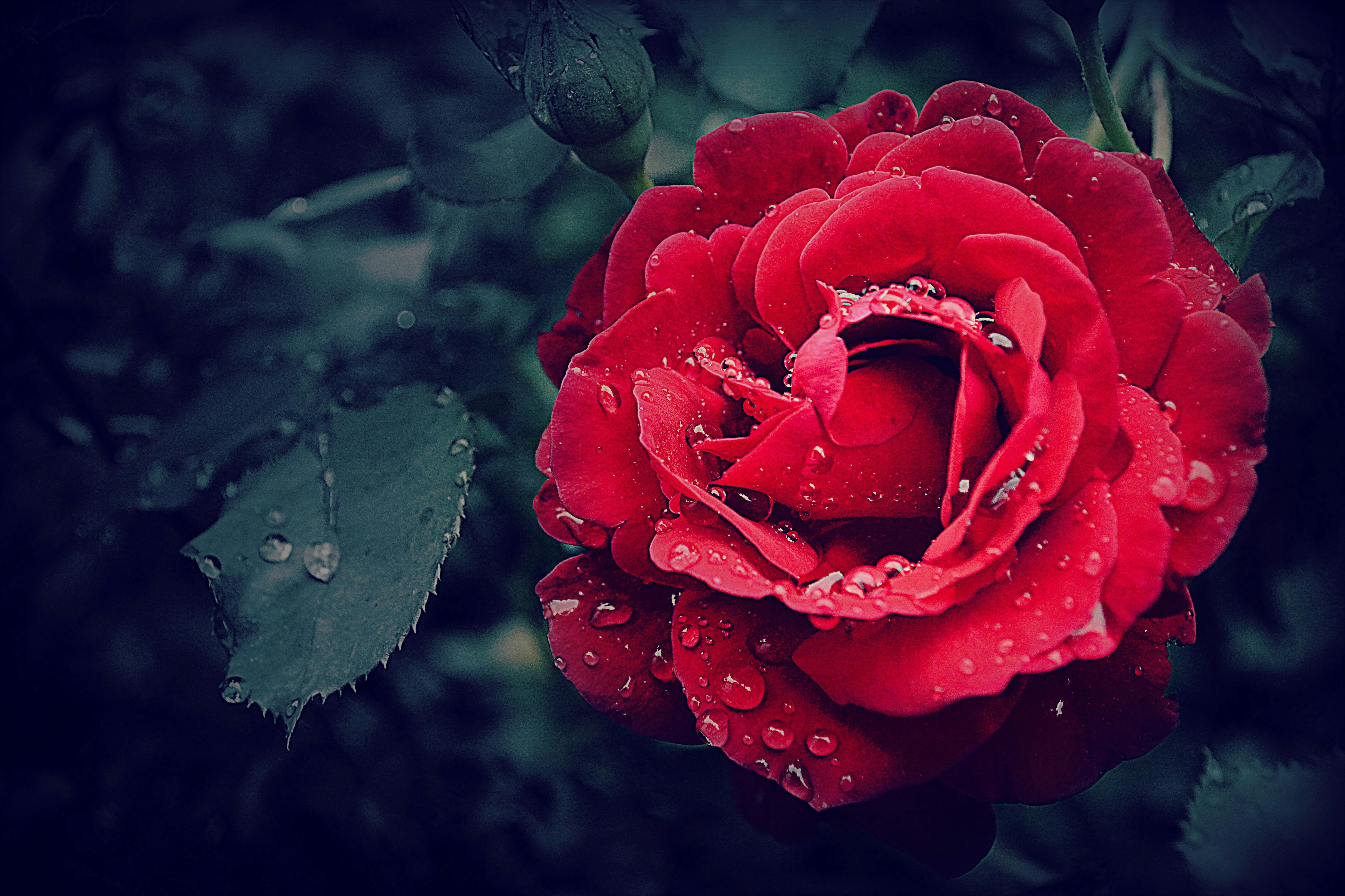 8K Rose Wallpapers - Top Free 8K Rose Backgrounds - WallpaperAccess