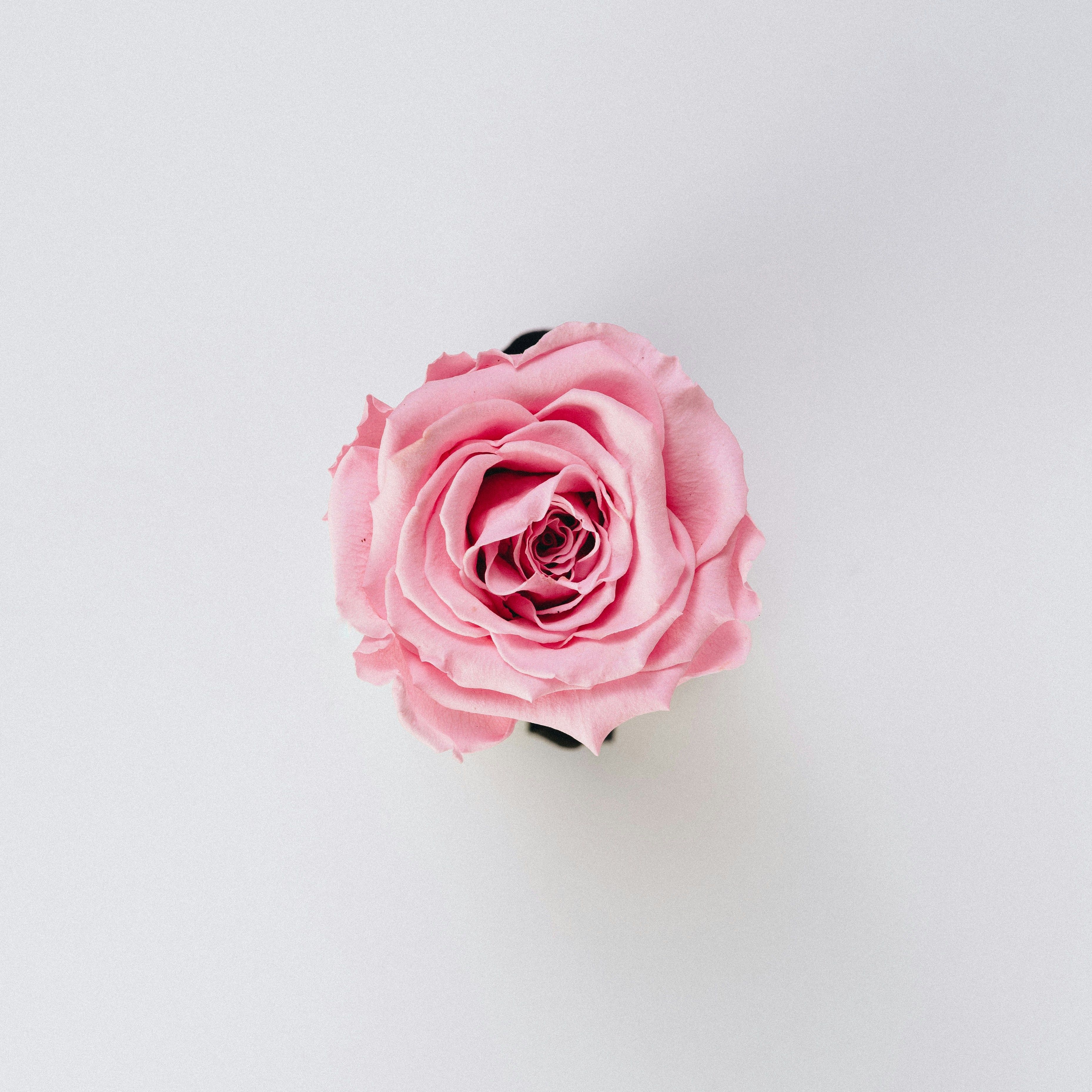 8K Rose Wallpapers - Top Free 8K Rose Backgrounds - WallpaperAccess