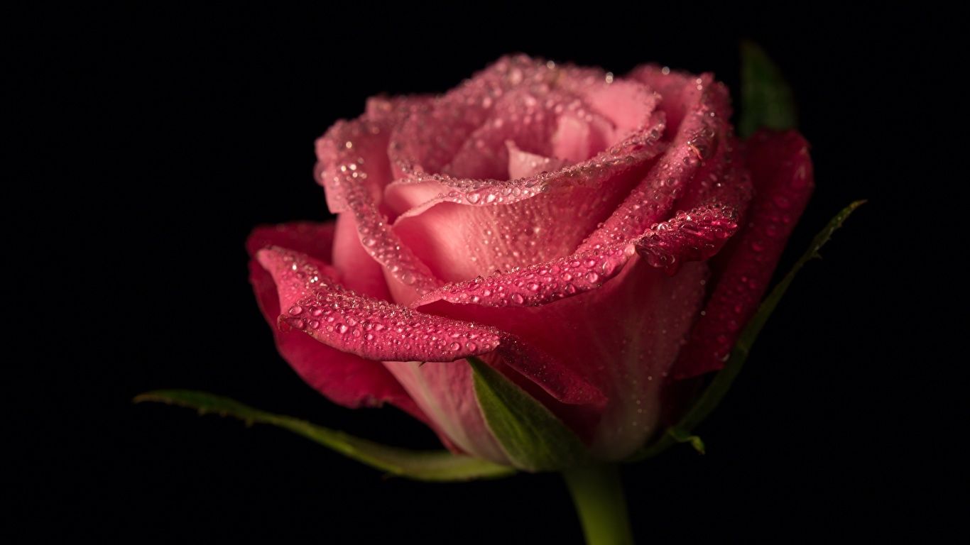 8K Rose Wallpapers - Top Free 8K Rose Backgrounds - WallpaperAccess