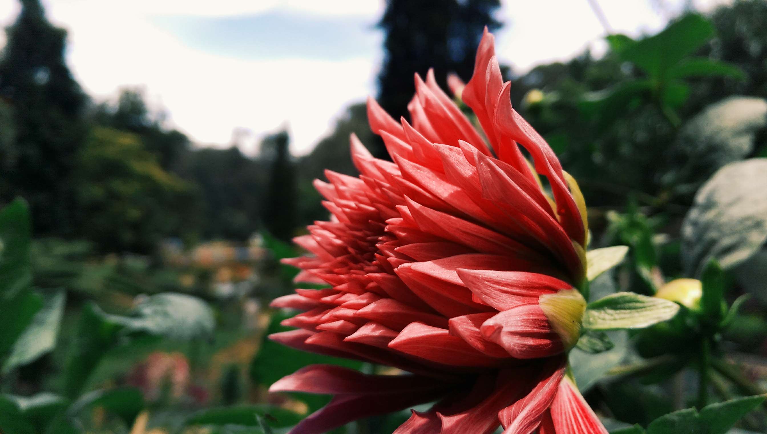 VSCO Flower Wallpapers - Top Free VSCO Flower Backgrounds - WallpaperAccess