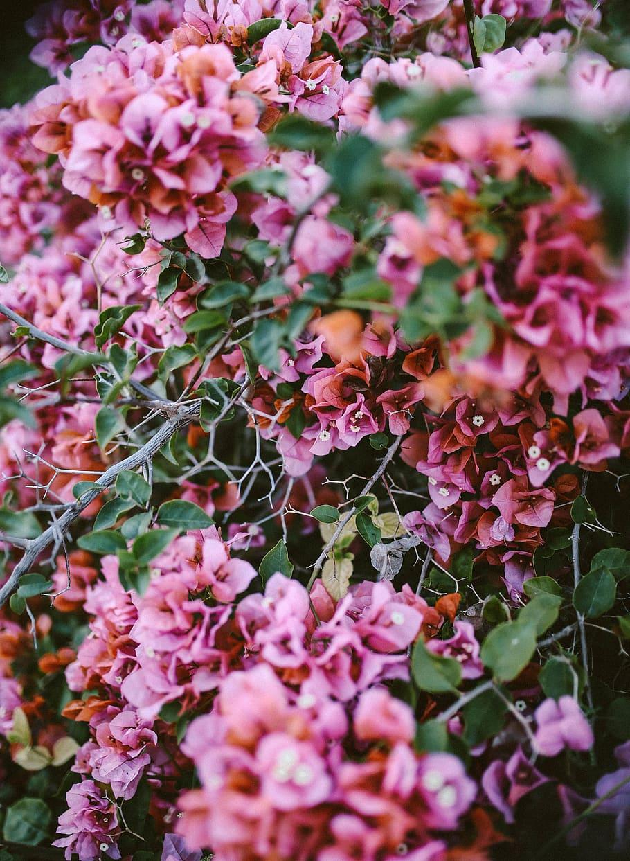 VSCO Flower Wallpapers - Top Free VSCO Flower Backgrounds - WallpaperAccess
