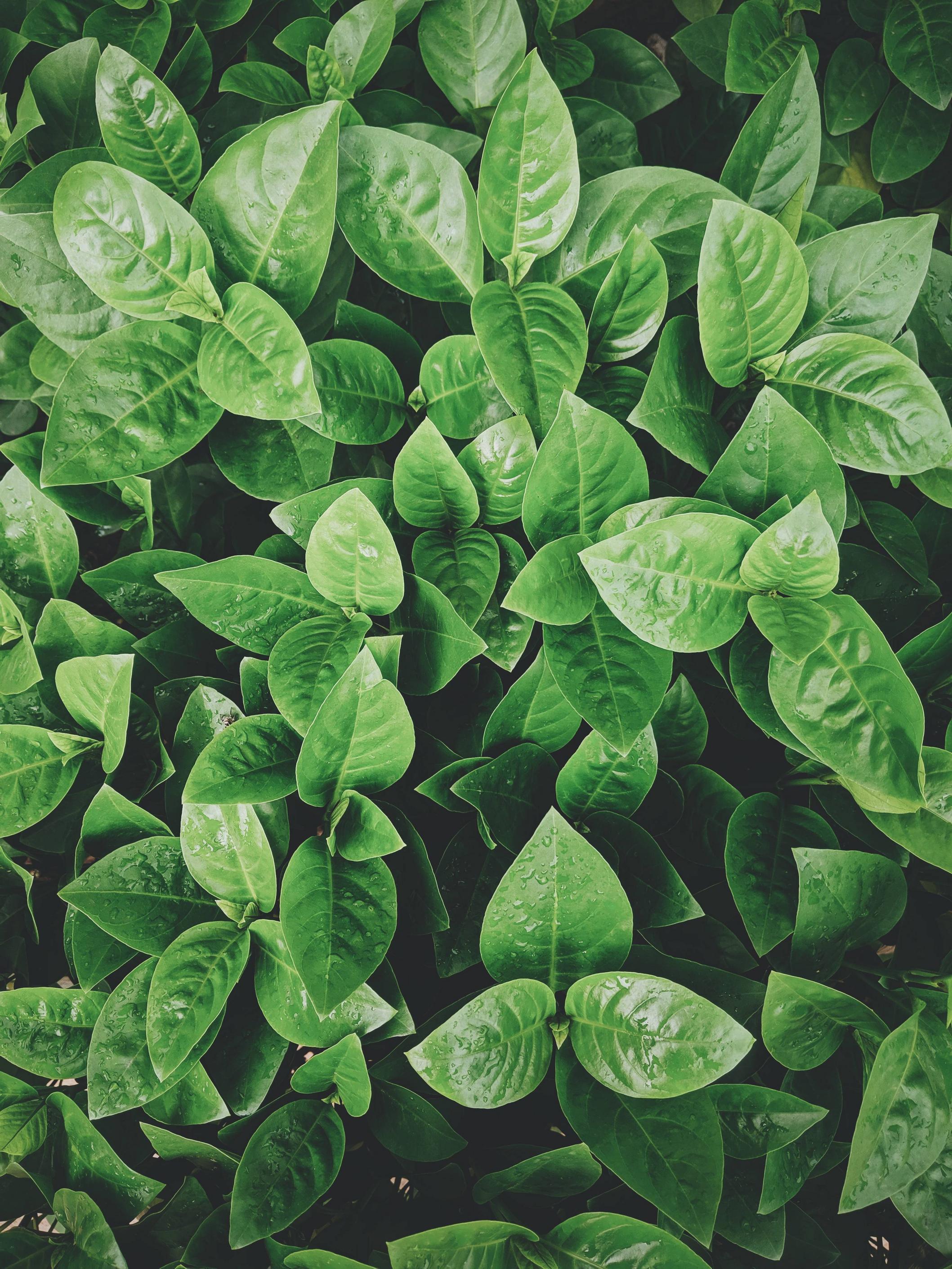 VSCO Flower Wallpapers - Top Free VSCO Flower Backgrounds - WallpaperAccess