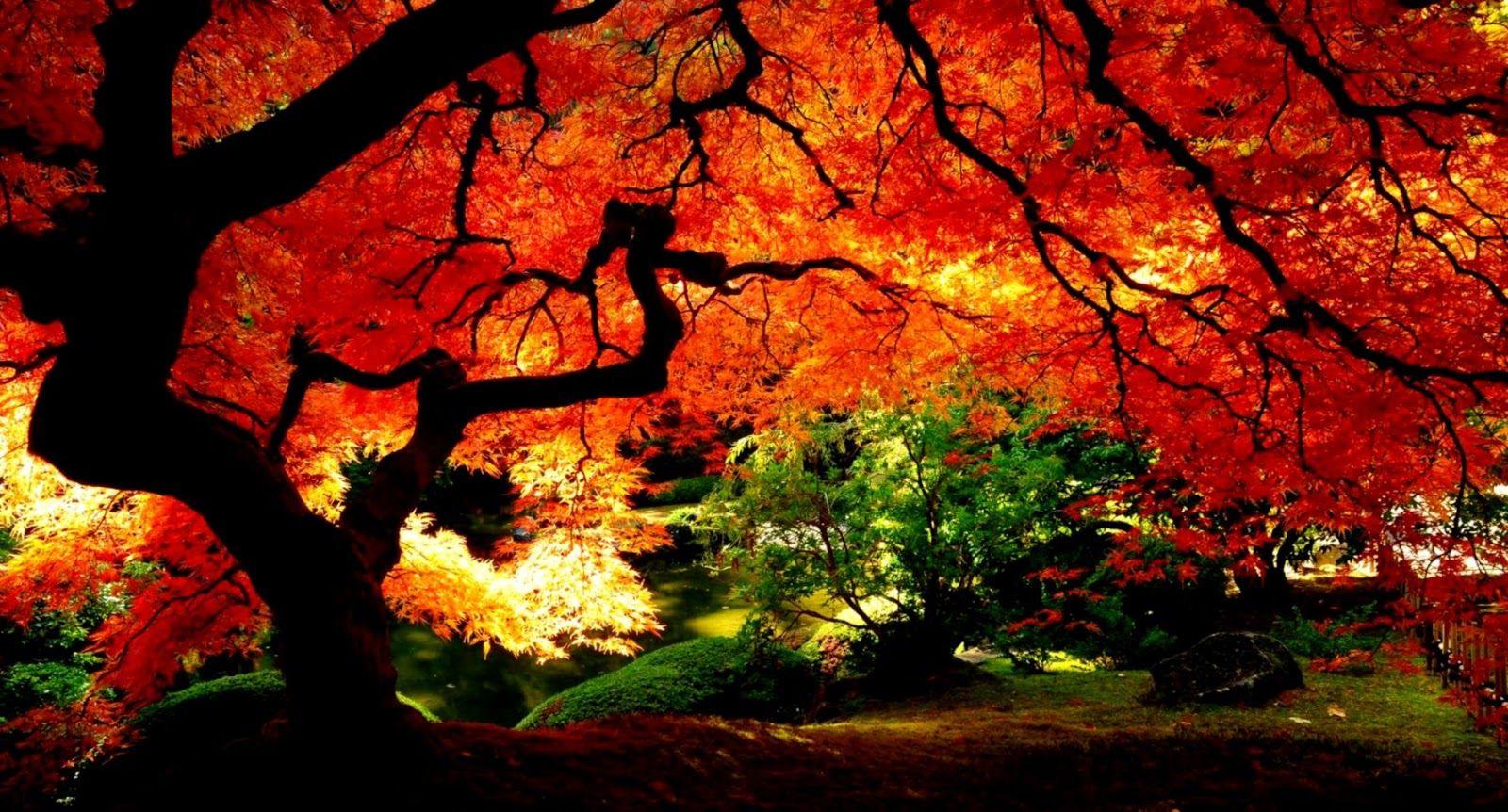 Amazing Fall Wallpapers - Top Free Amazing Fall Backgrounds ...