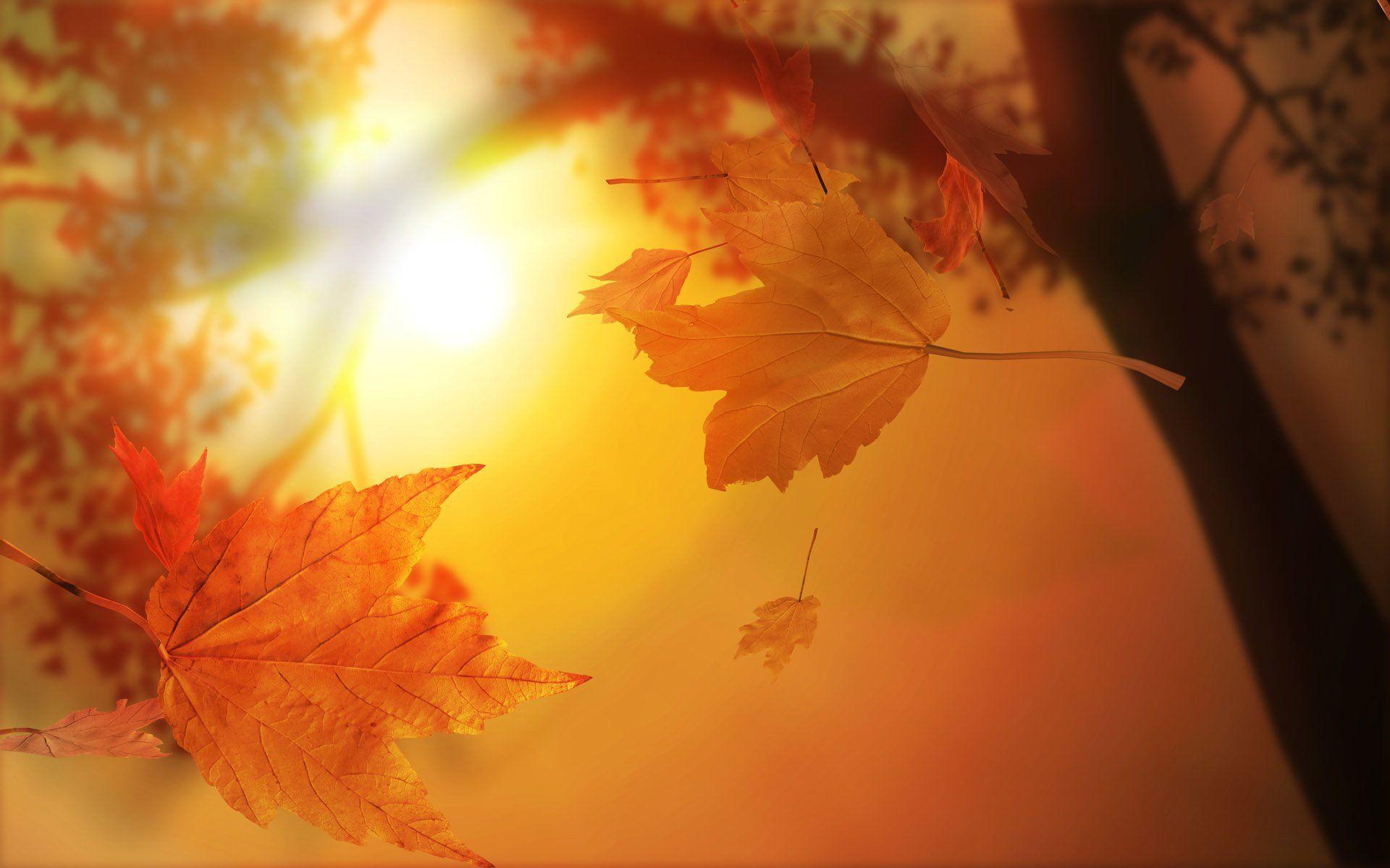 Amazing Fall Wallpapers - Top Free Amazing Fall Backgrounds ...
