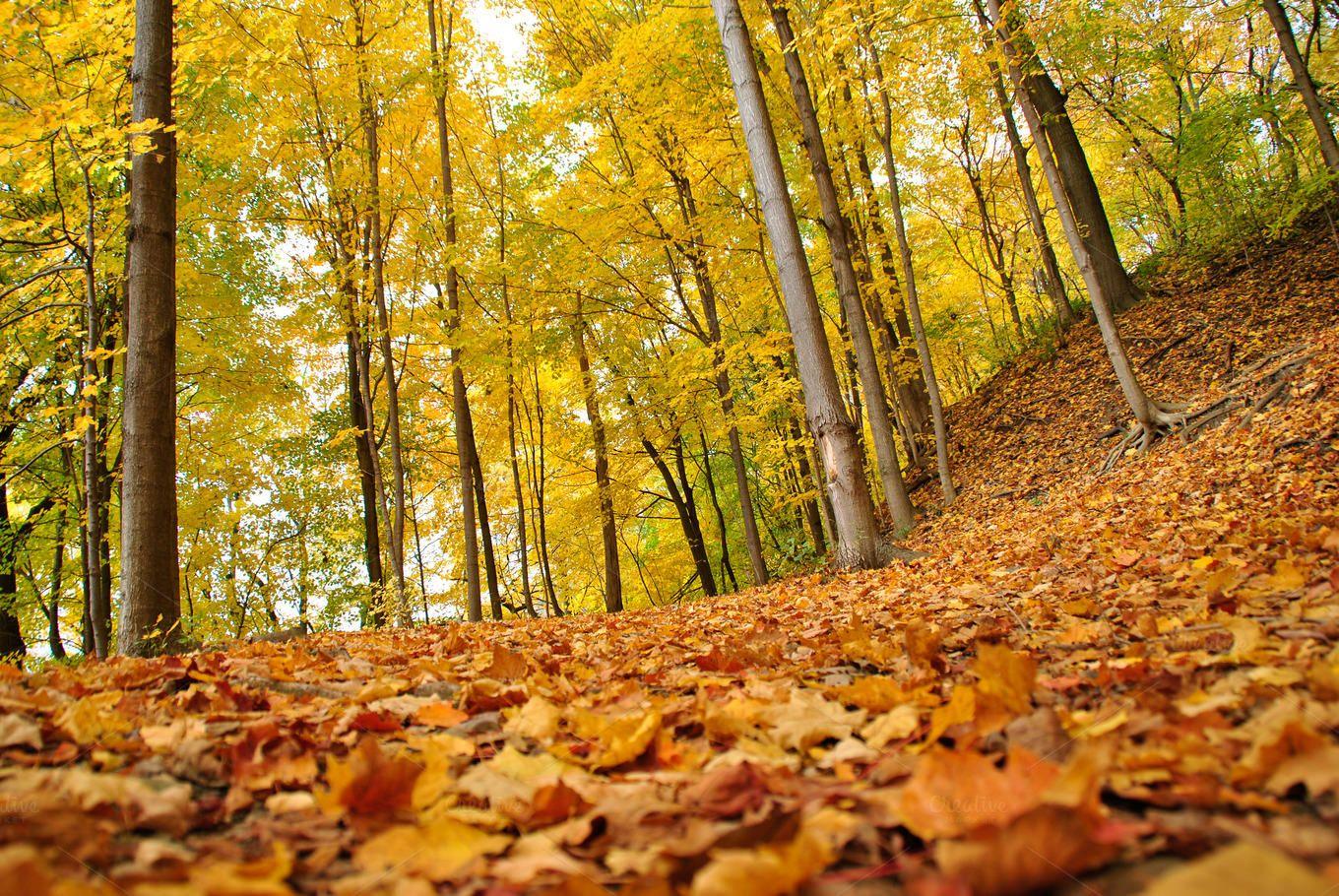 Amazing Fall Wallpapers - Top Free Amazing Fall Backgrounds ...