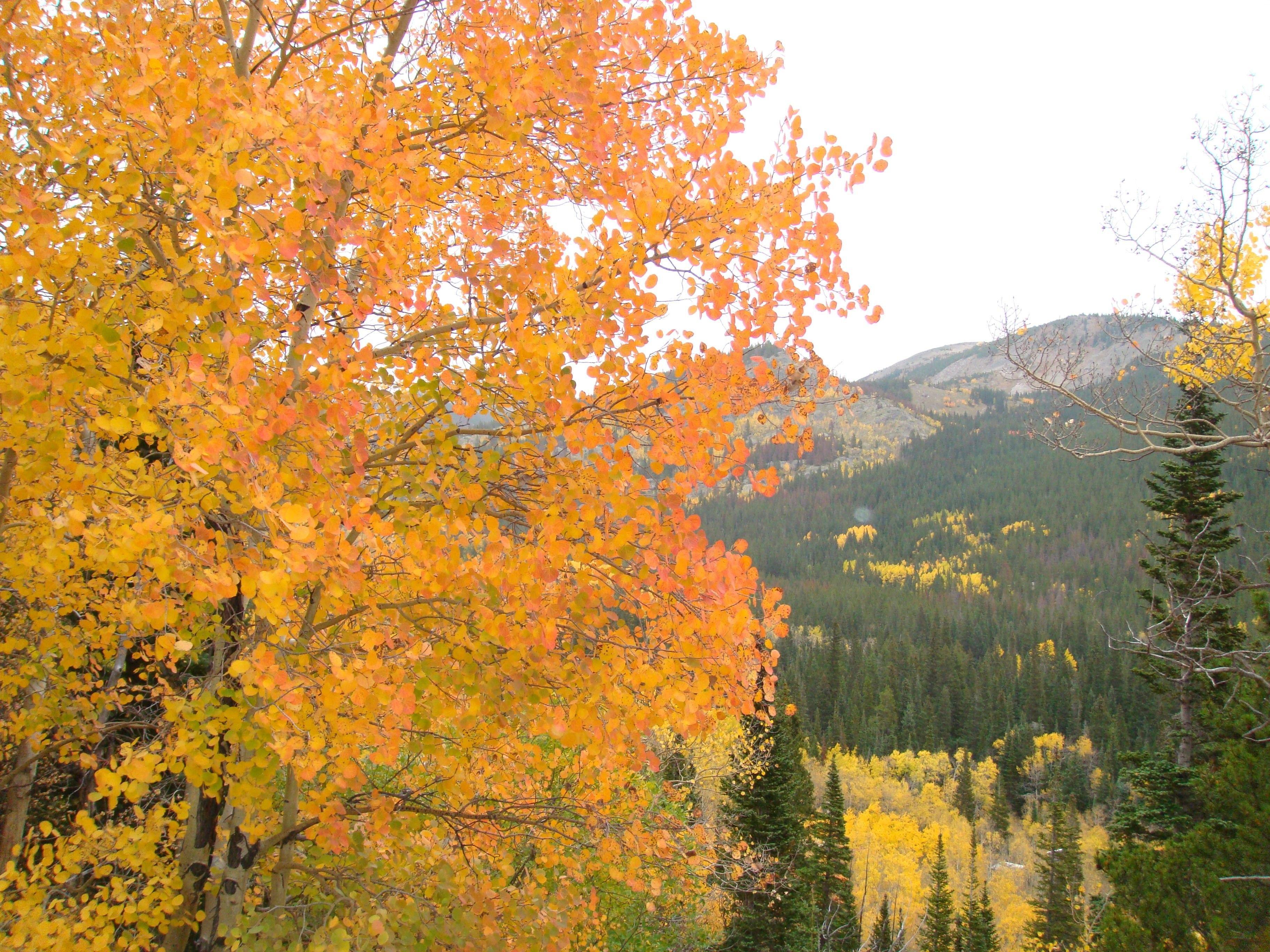 Amazing Fall Wallpapers - Top Free Amazing Fall Backgrounds ...