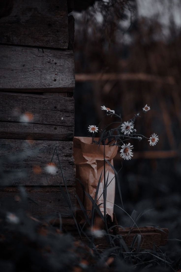 Soft Nature Wallpapers - Top Free Soft Nature Backgrounds - WallpaperAccess