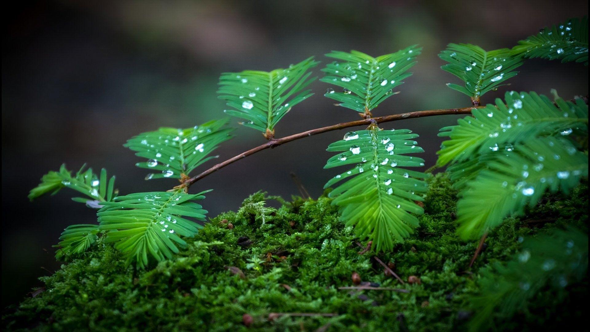 Green Desktop Wallpapers - Top Free Green Desktop Backgrounds ...