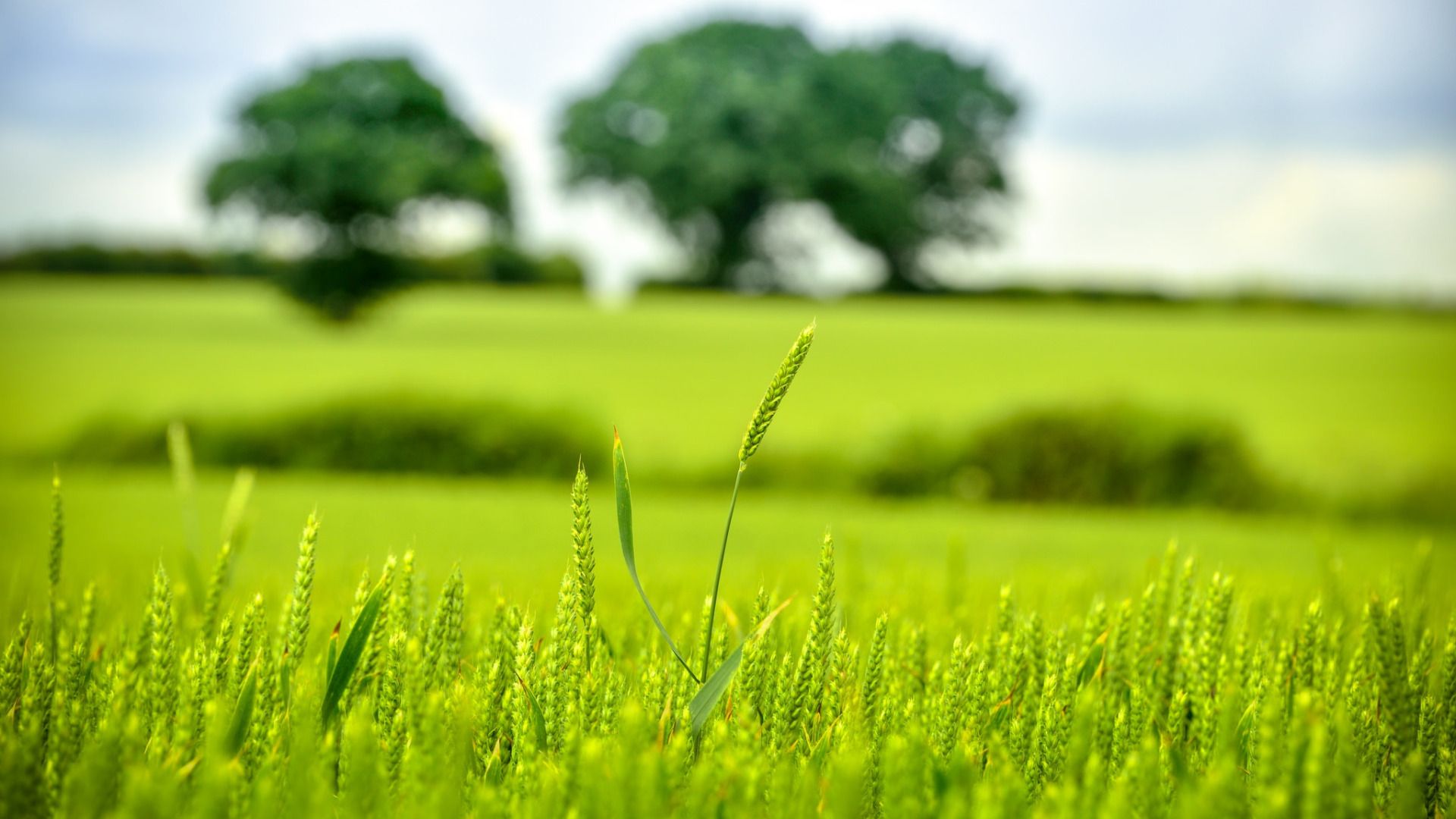 Green Farm Wallpapers - Top Free Green Farm Backgrounds - WallpaperAccess