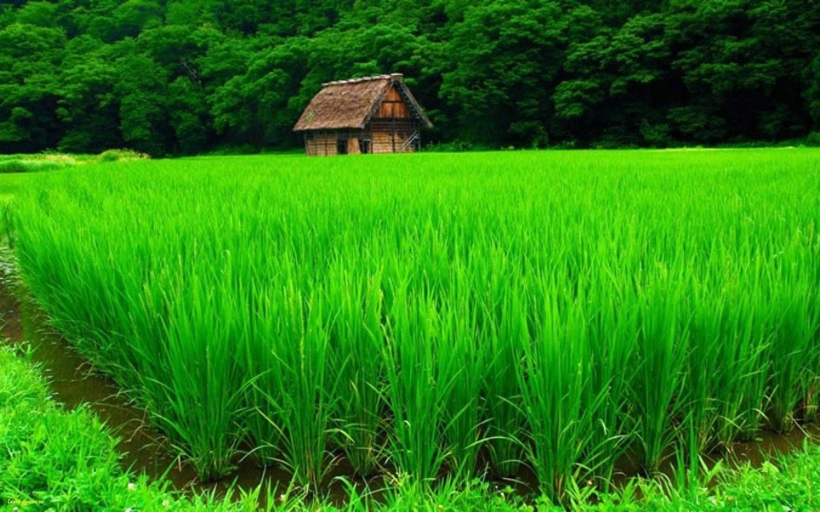 Green Farm Wallpapers - Top Free Green Farm Backgrounds - WallpaperAccess
