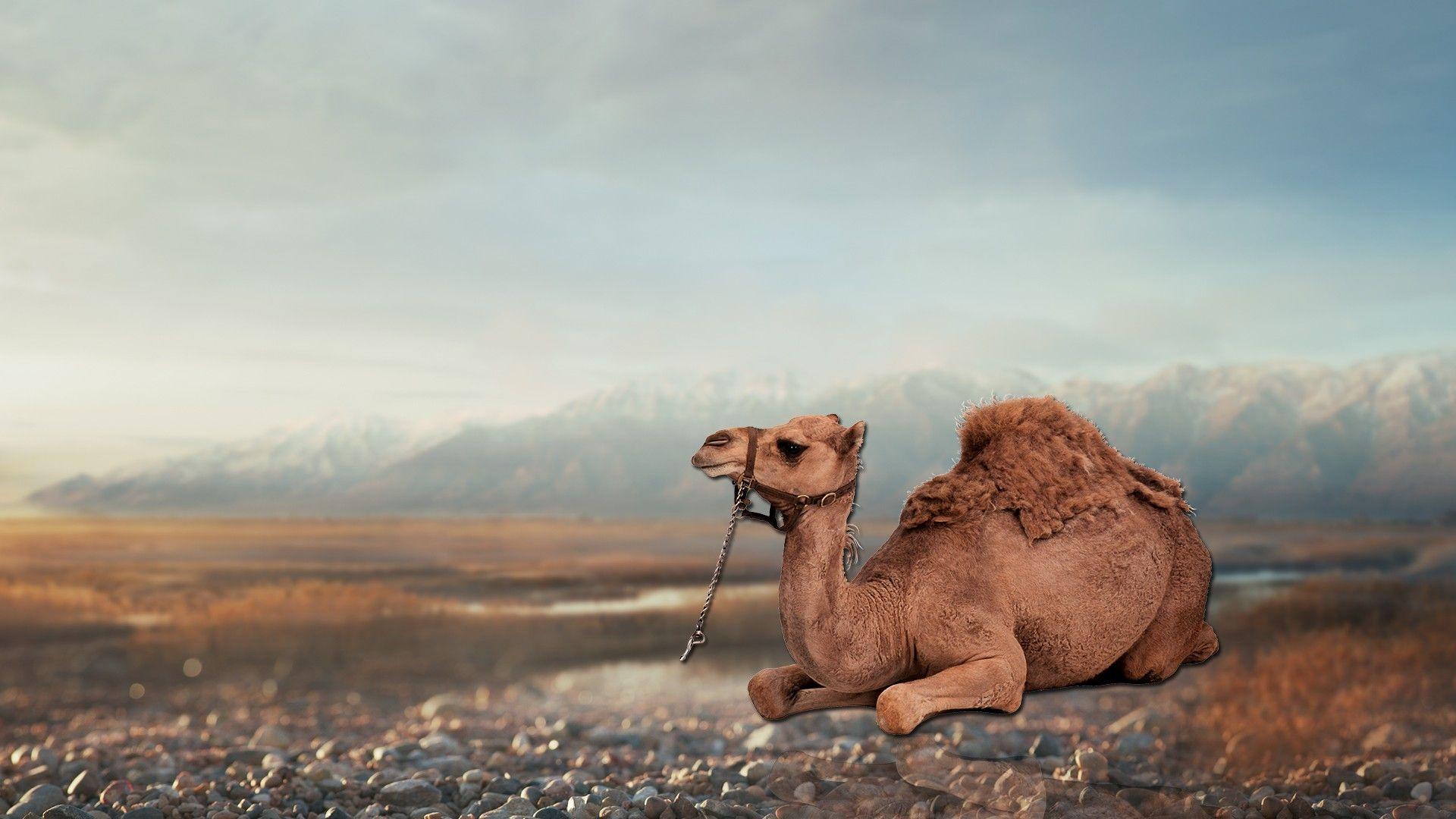 Camel Desktop Wallpapers - Top Free Camel Desktop Backgrounds ...