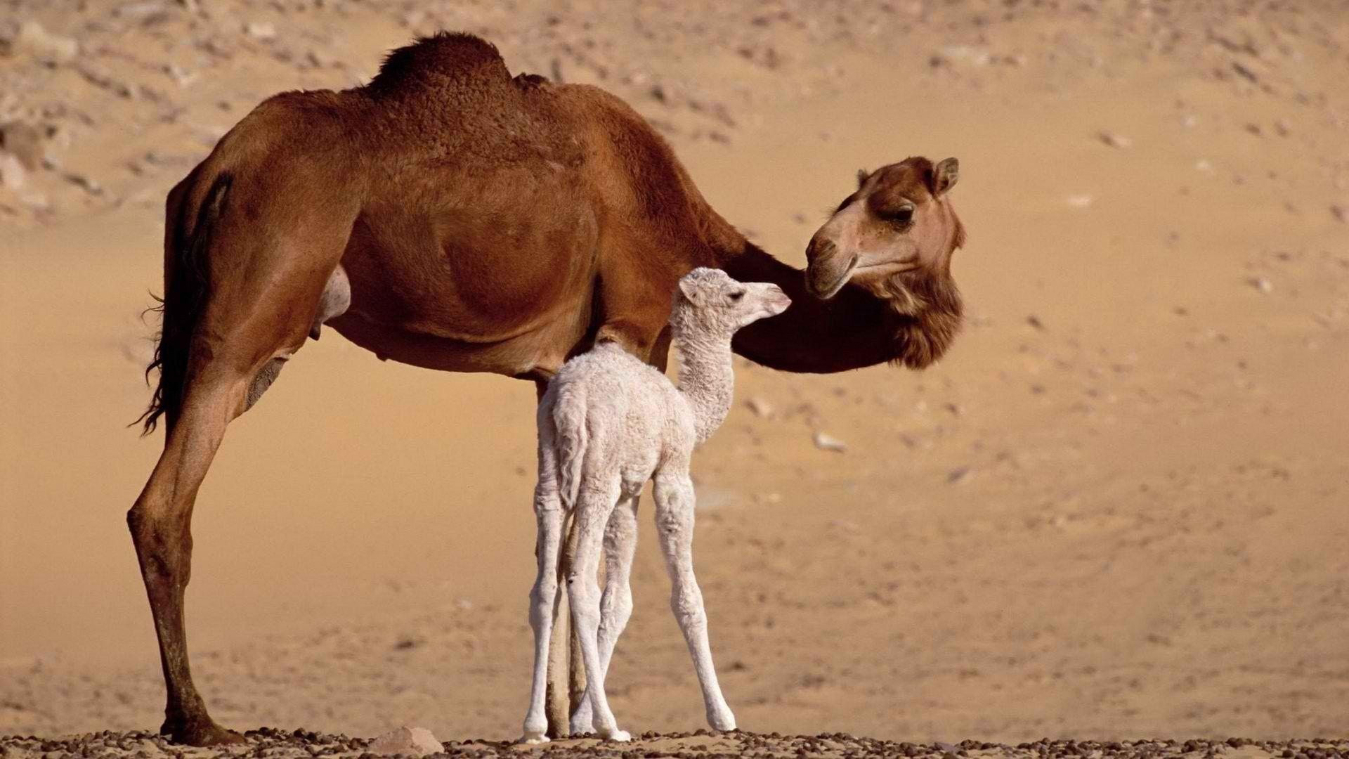 Camel Desktop Wallpapers - Top Free Camel Desktop Backgrounds ...