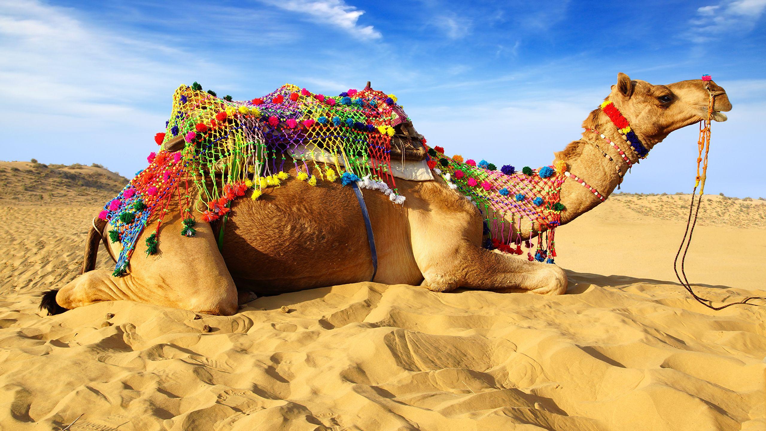 Camel Desktop Wallpapers - Top Free Camel Desktop Backgrounds ...