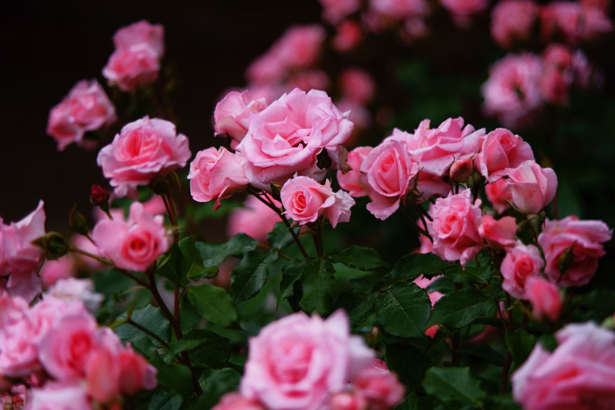 Rose Bush Wallpapers - Top Free Rose Bush Backgrounds - WallpaperAccess