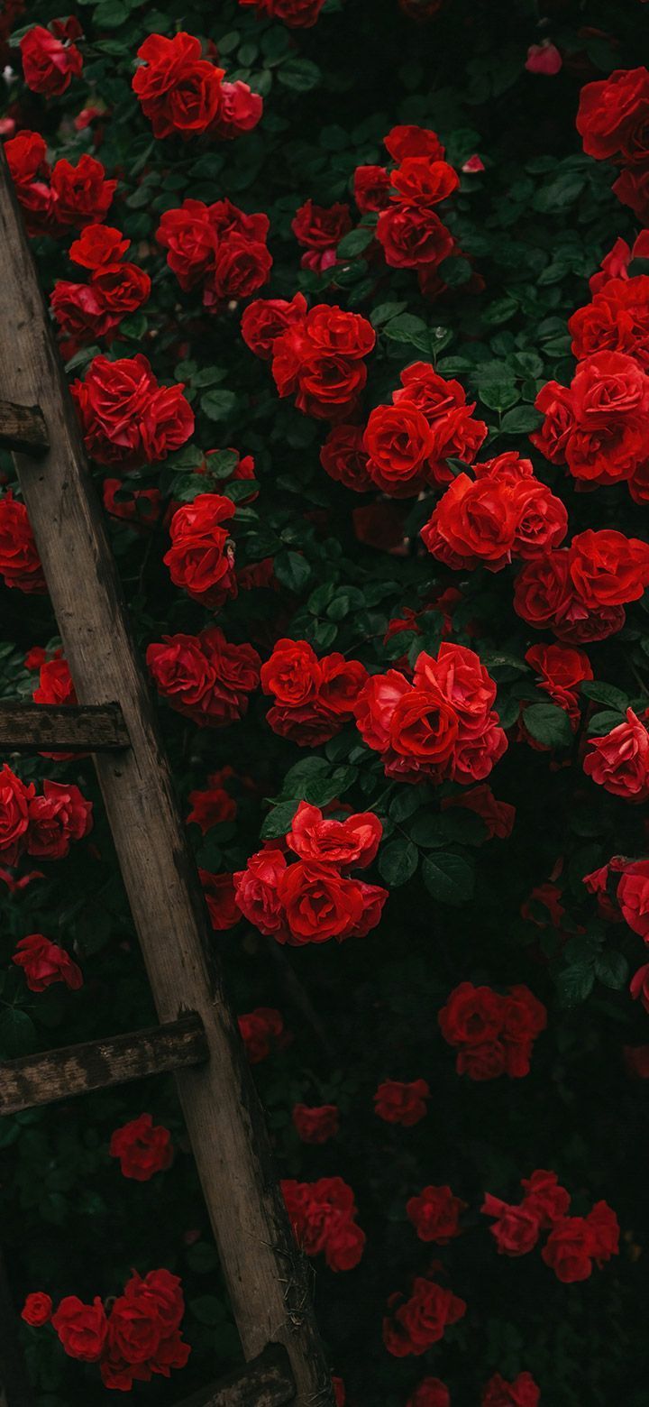 Rose Bush Wallpapers - Top Free Rose Bush Backgrounds - WallpaperAccess