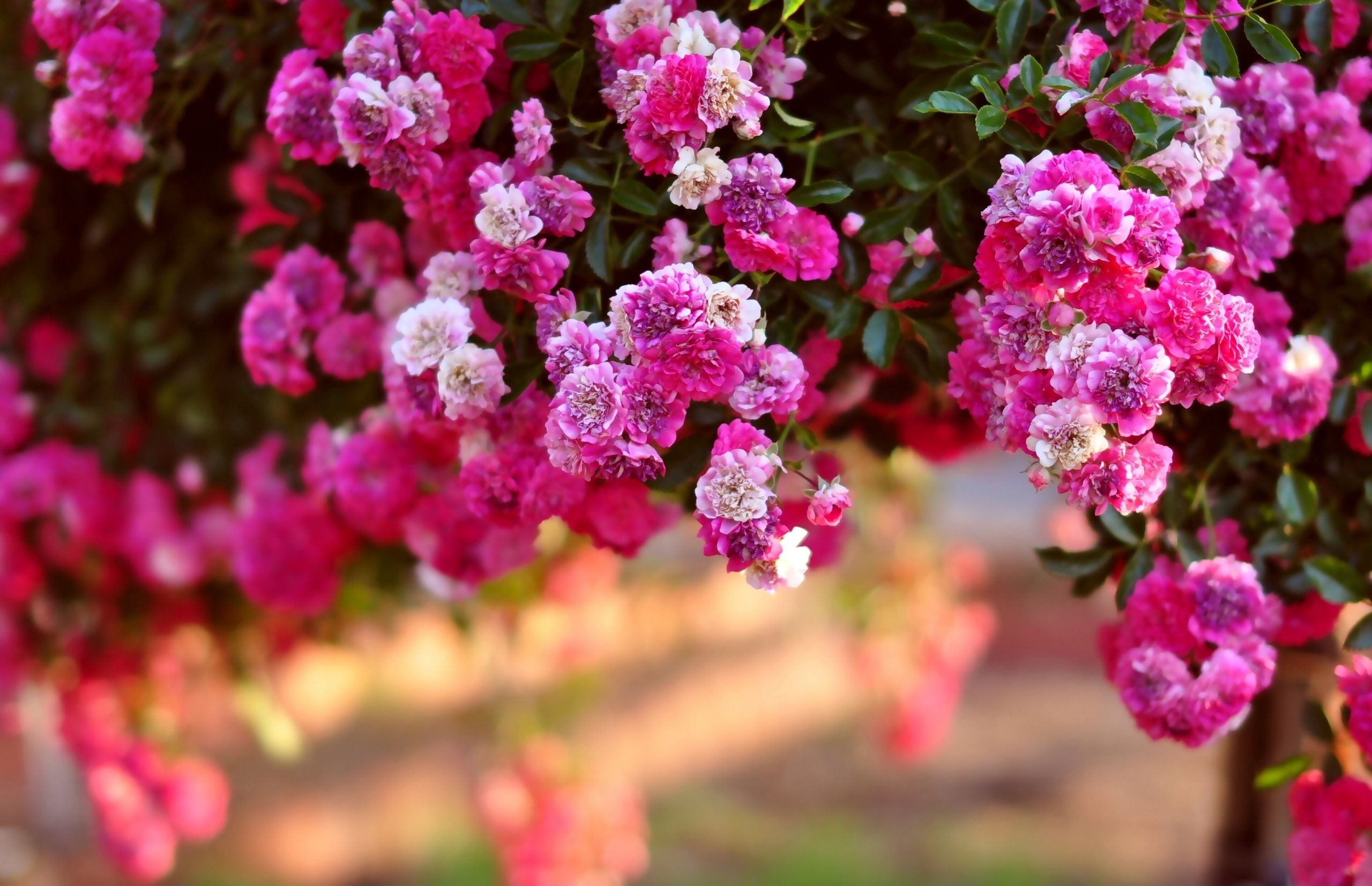 Rose Bush Wallpapers - Top Free Rose Bush Backgrounds - WallpaperAccess