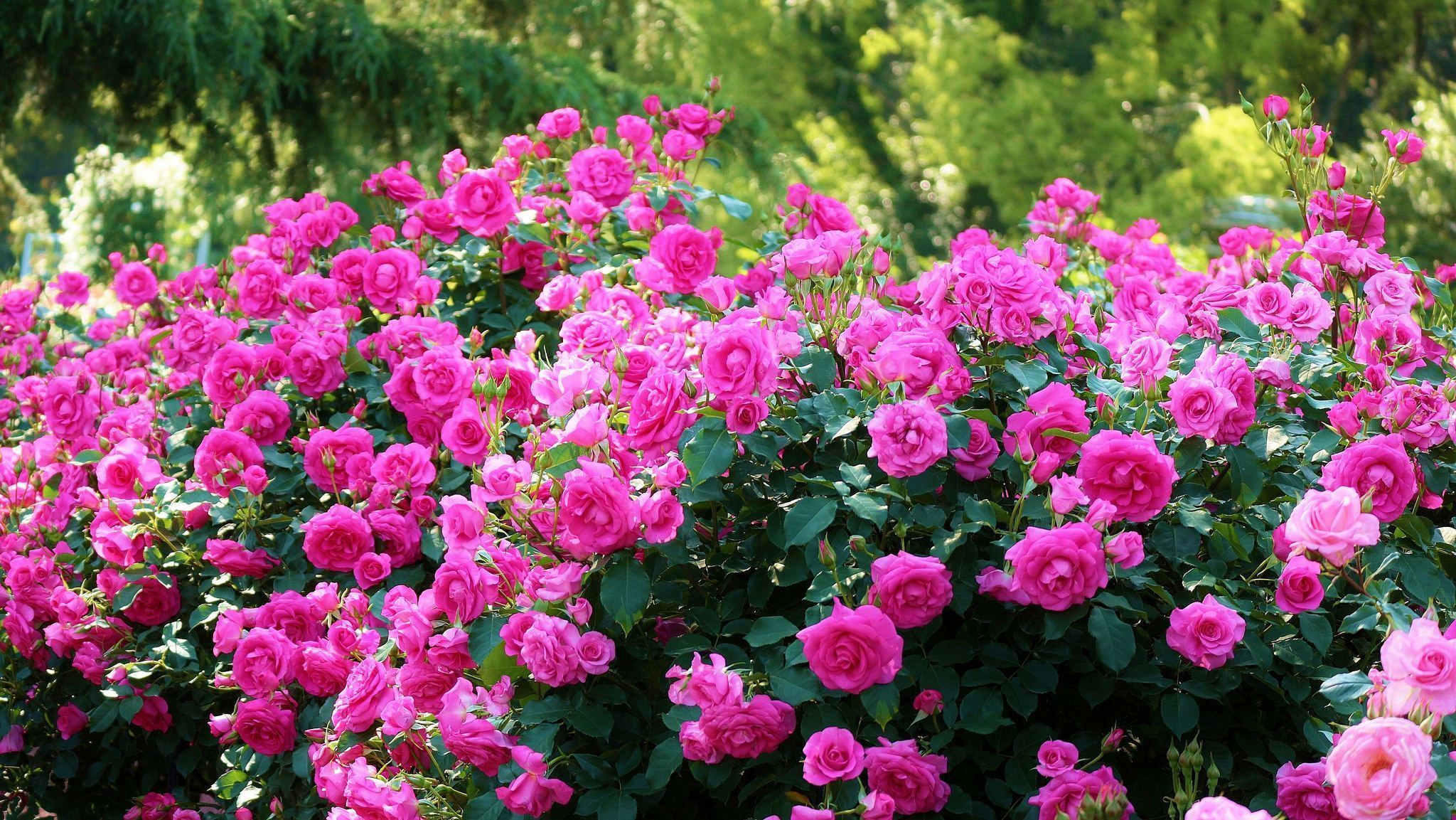 Rose Bush Wallpapers - Top Free Rose Bush Backgrounds - WallpaperAccess