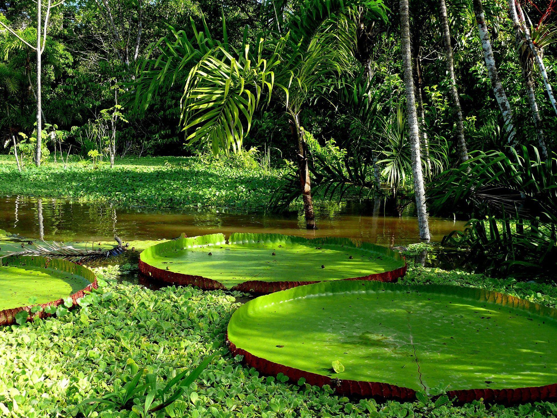 Amazonas Wallpapers - Top Free Amazonas Backgrounds - WallpaperAccess