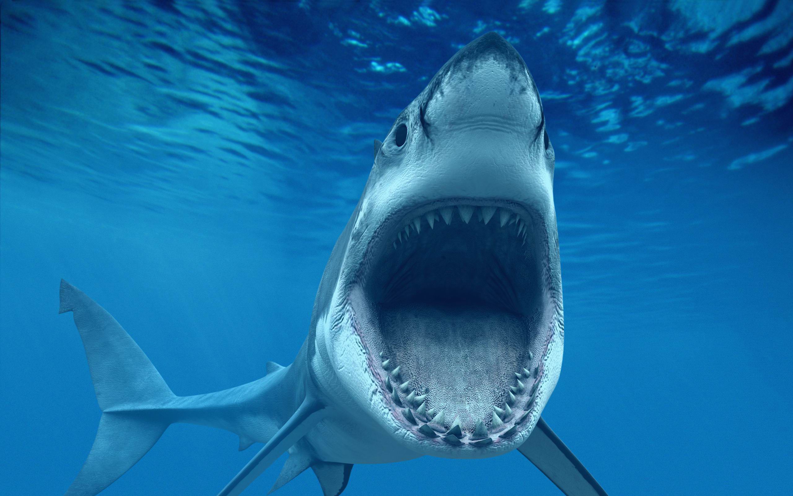 Shark Mouth Wallpapers - Top Free Shark Mouth Backgrounds - WallpaperAccess