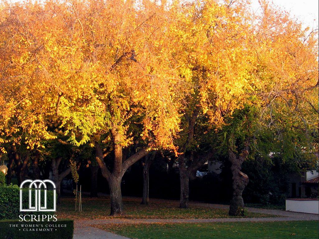 College Wallpapers - Top Free College Backgrounds - WallpaperAccess