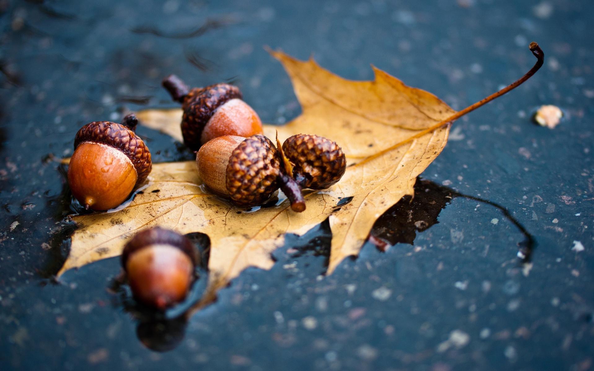 Autumn Rain Wallpapers - Top Free Autumn Rain Backgrounds - WallpaperAccess