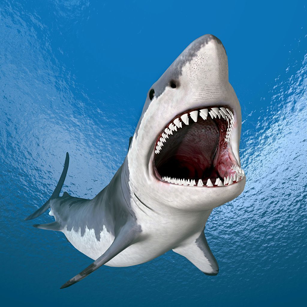 Shark Mouth Wallpapers - Top Free Shark Mouth Backgrounds - WallpaperAccess
