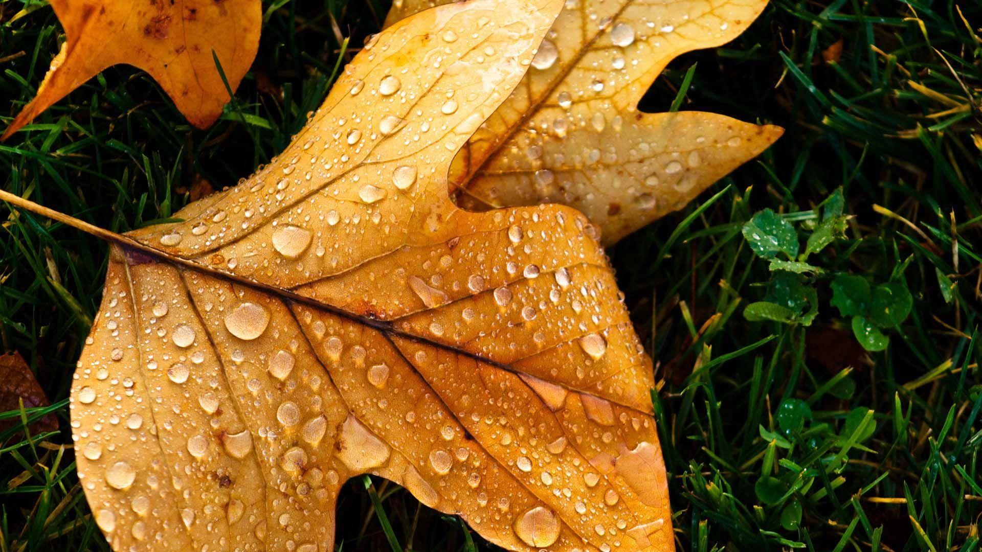 Autumn Rain Wallpapers - Top Free Autumn Rain Backgrounds - WallpaperAccess