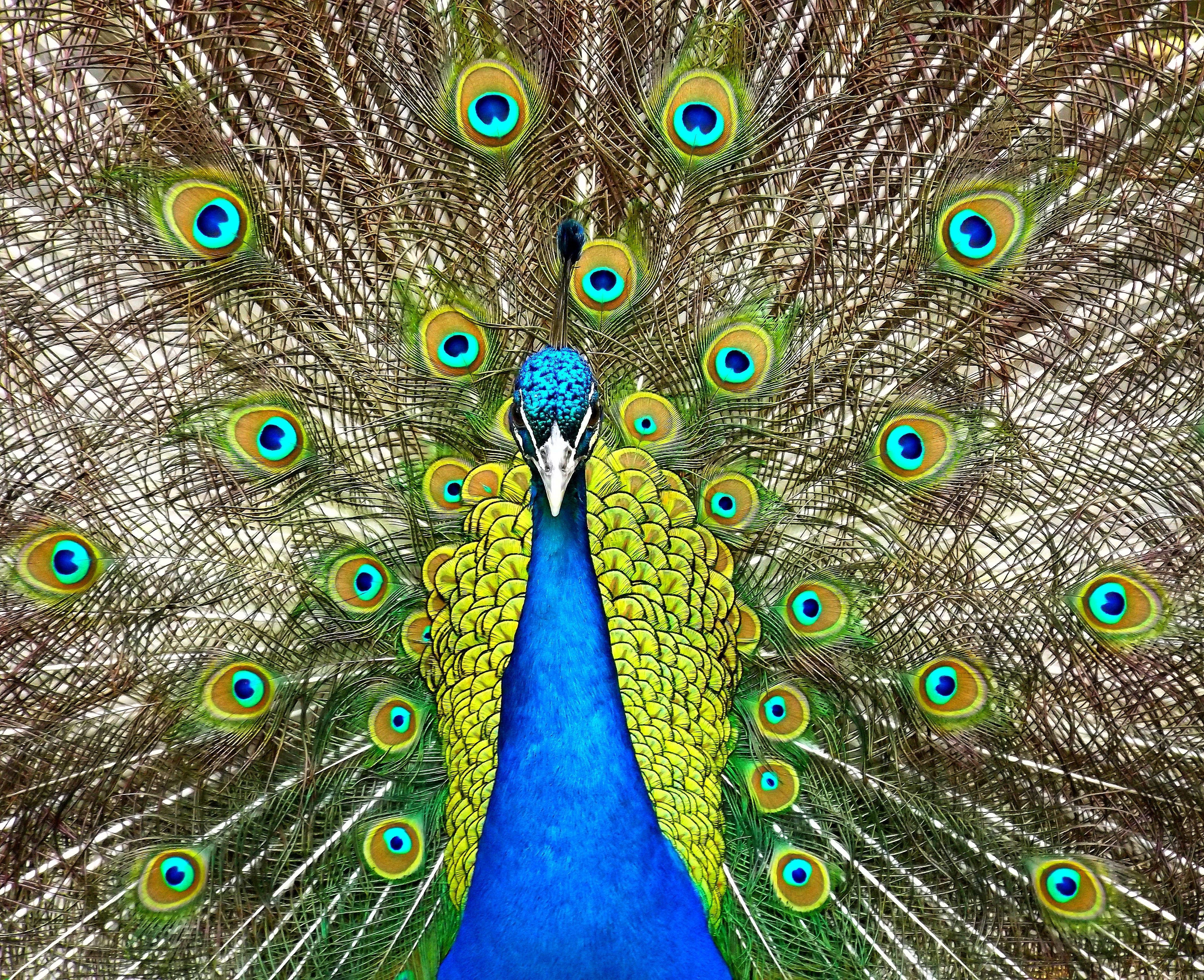 Peacock 4k Wallpapers - Top Free Peacock 4k Backgrounds - WallpaperAccess