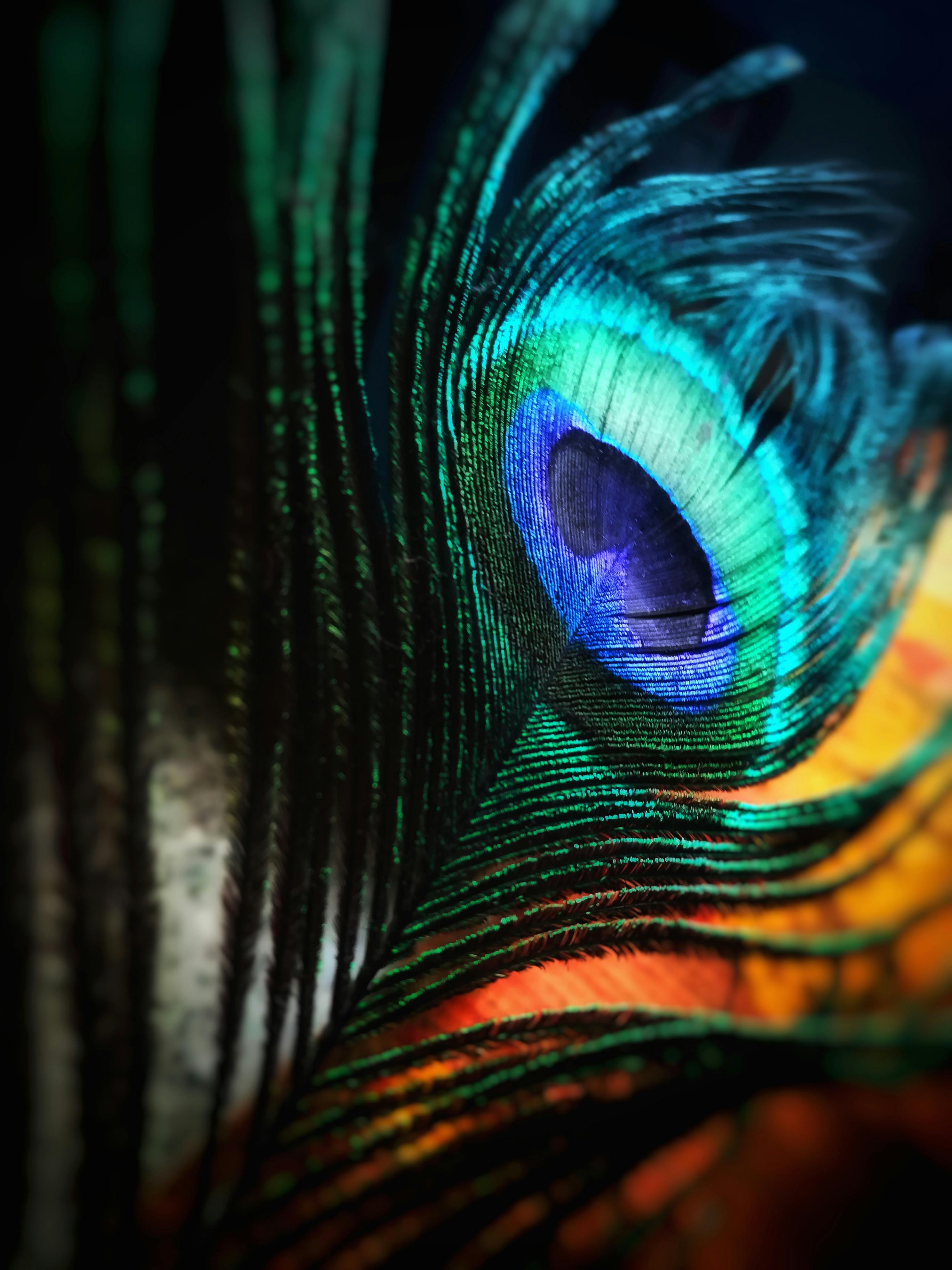 Peacock 4k Wallpapers - Top Free Peacock 4k Backgrounds - WallpaperAccess