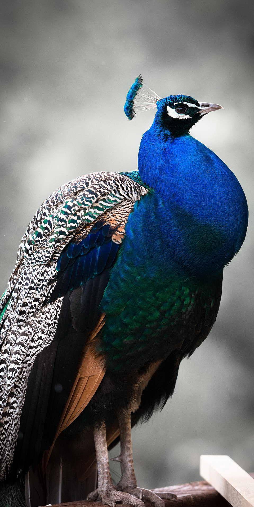 Peacock 4k Wallpapers - Top Free Peacock 4k Backgrounds - WallpaperAccess