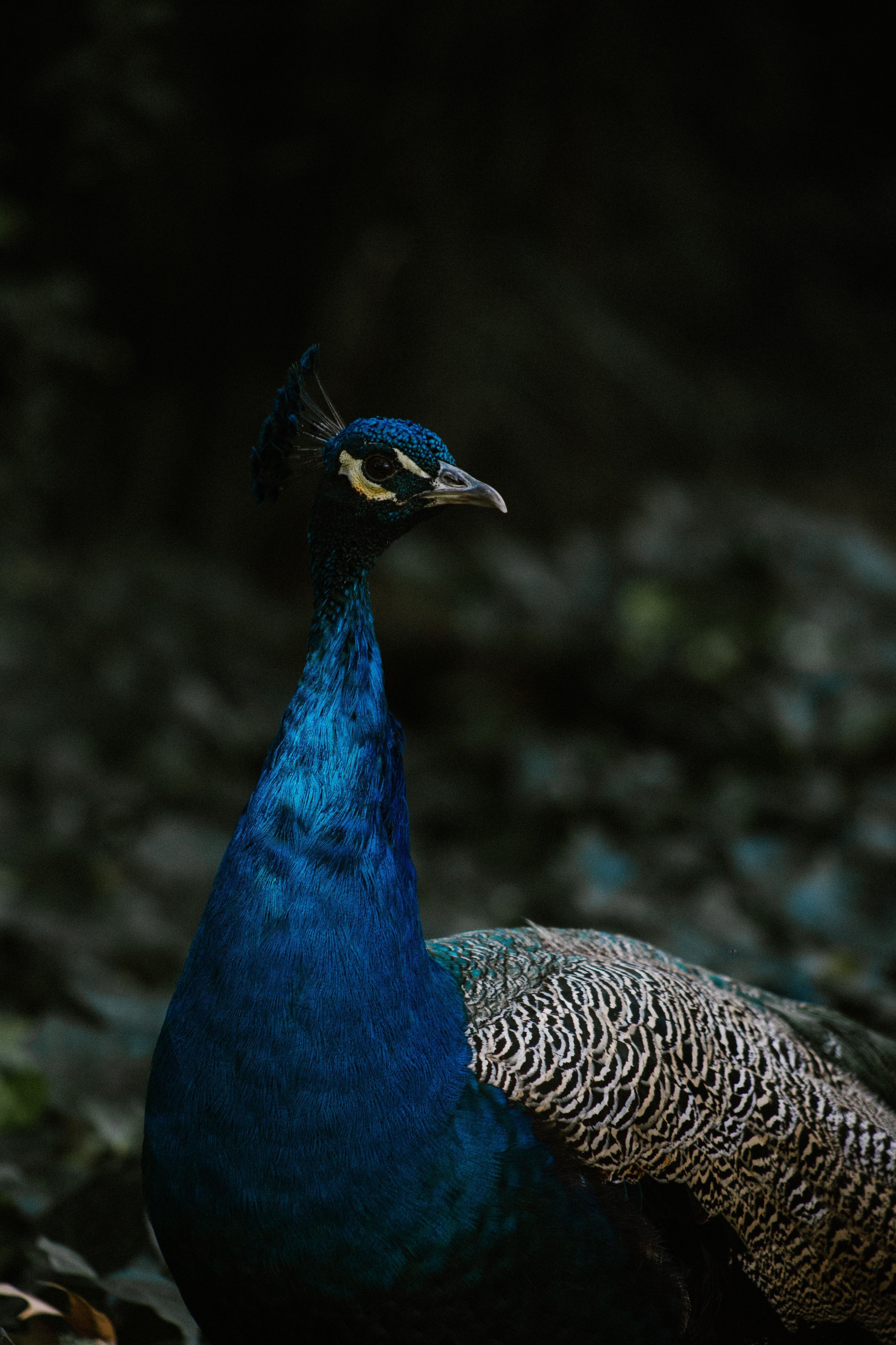 Peacock 4k Wallpapers - Top Free Peacock 4k Backgrounds - WallpaperAccess