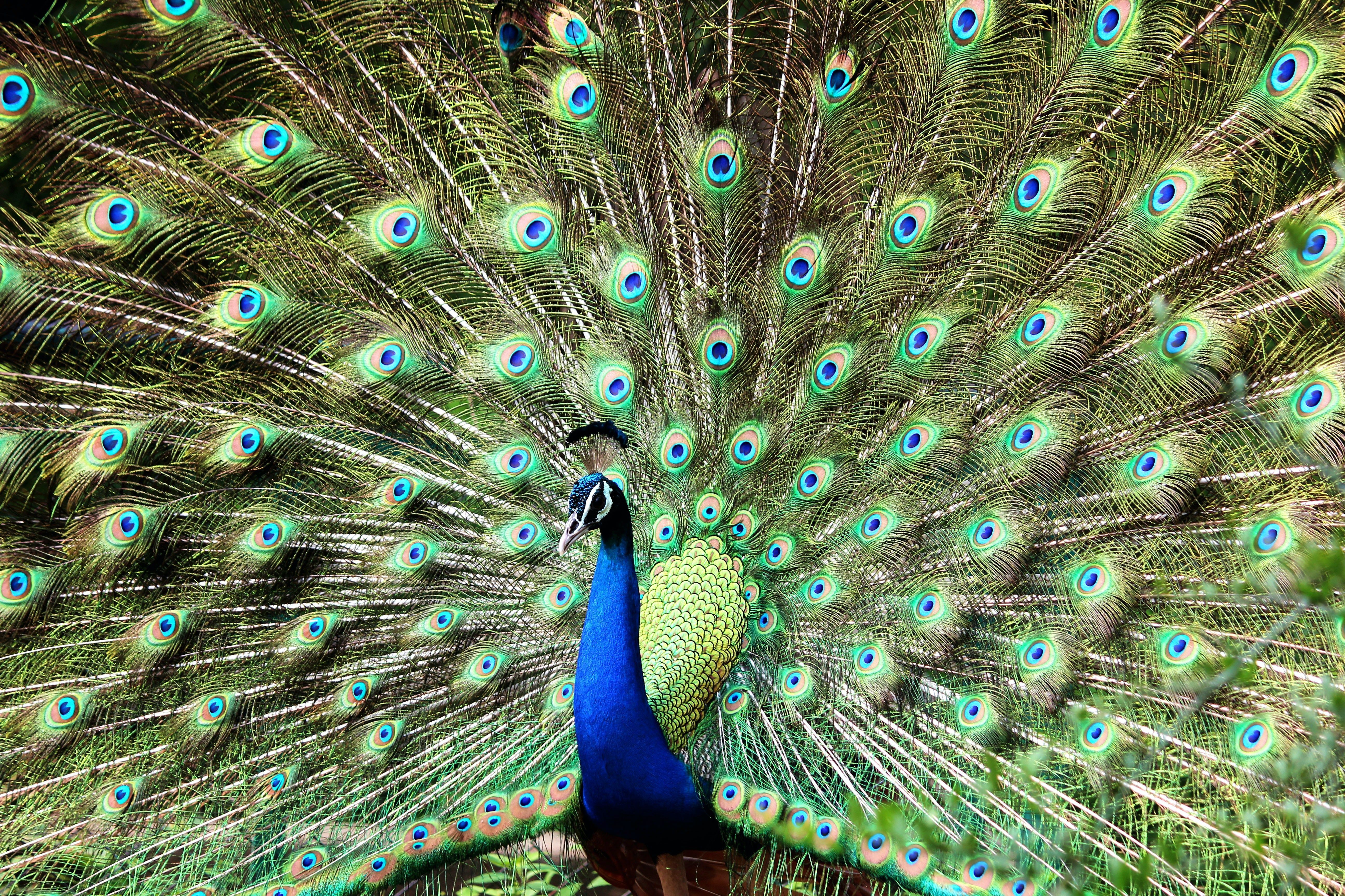 Peacock 4k Wallpapers - Top Free Peacock 4k Backgrounds - WallpaperAccess