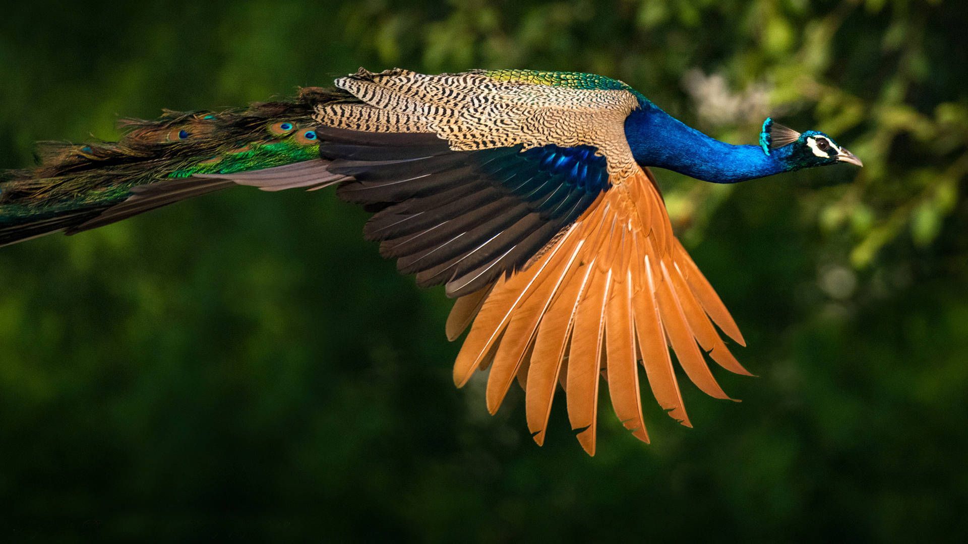Peacock 4k Wallpapers - Top Free Peacock 4k Backgrounds - WallpaperAccess