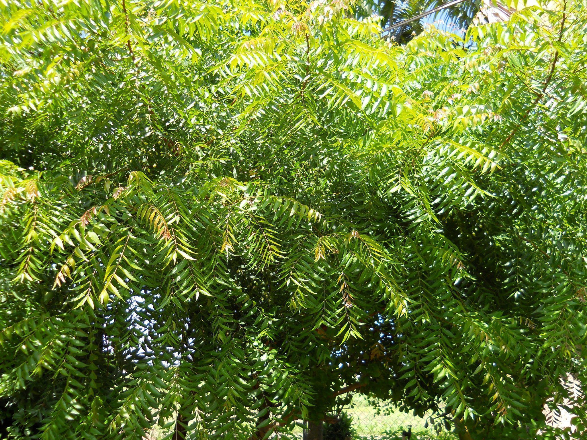 Neem Tree Wallpapers - Top Free Neem Tree Backgrounds - WallpaperAccess