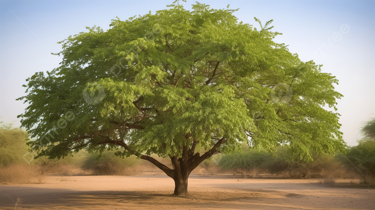 Neem Tree Wallpapers - Top Free Neem Tree Backgrounds - WallpaperAccess