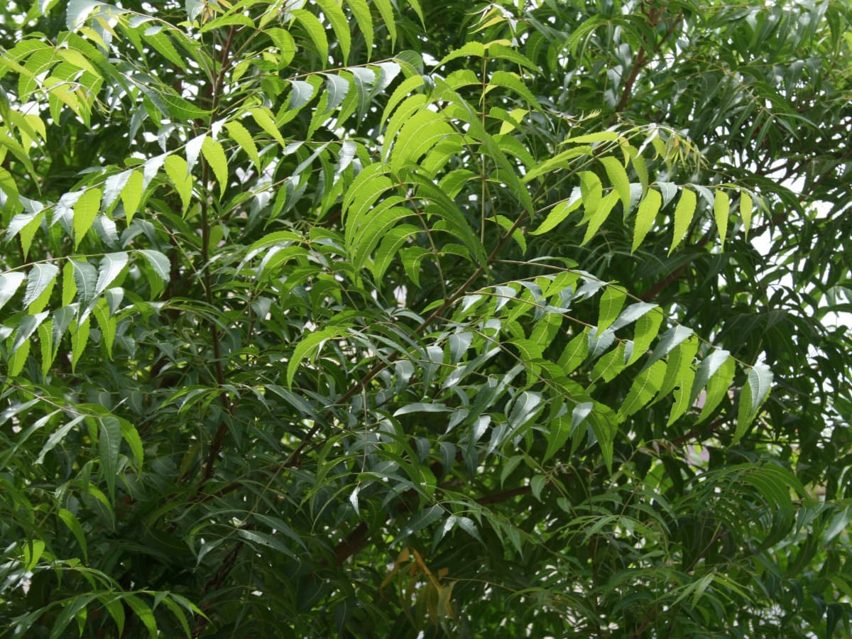 Neem Tree Wallpapers - Top Free Neem Tree Backgrounds - WallpaperAccess